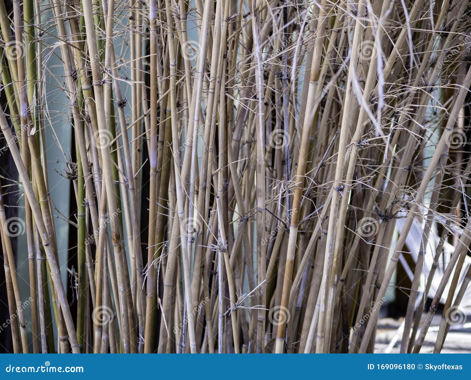 Bamboo Cluster for Abstract, Textured Digital Background. Stock Photo ...