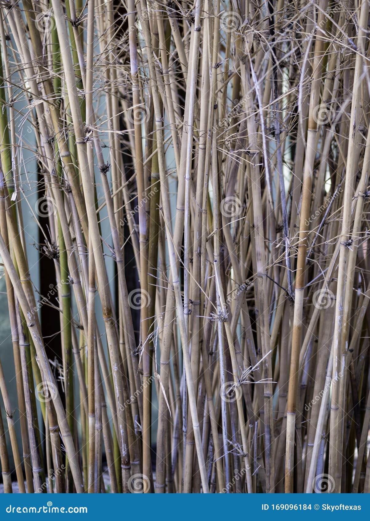 Bamboo Cluster for Abstract, Textured Digital Background. Stock Photo ...