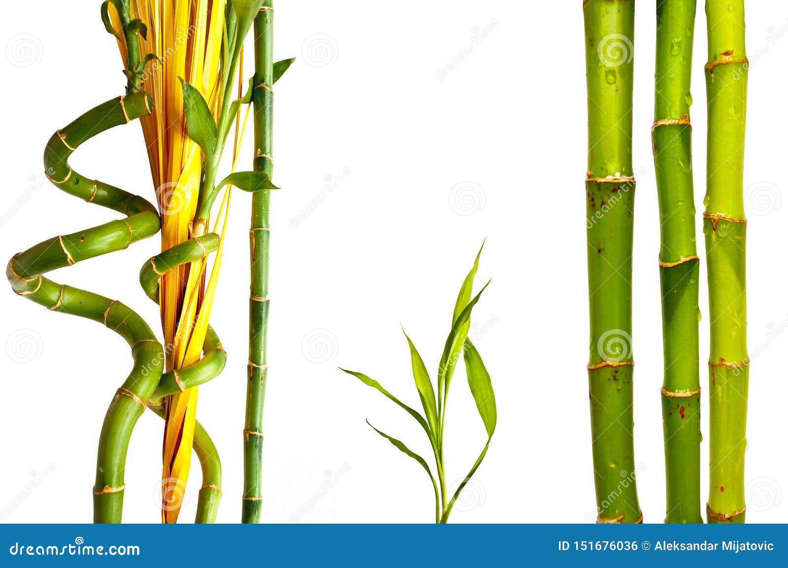 Bamboo collection stock photo. Image of green, freshness - 151676036