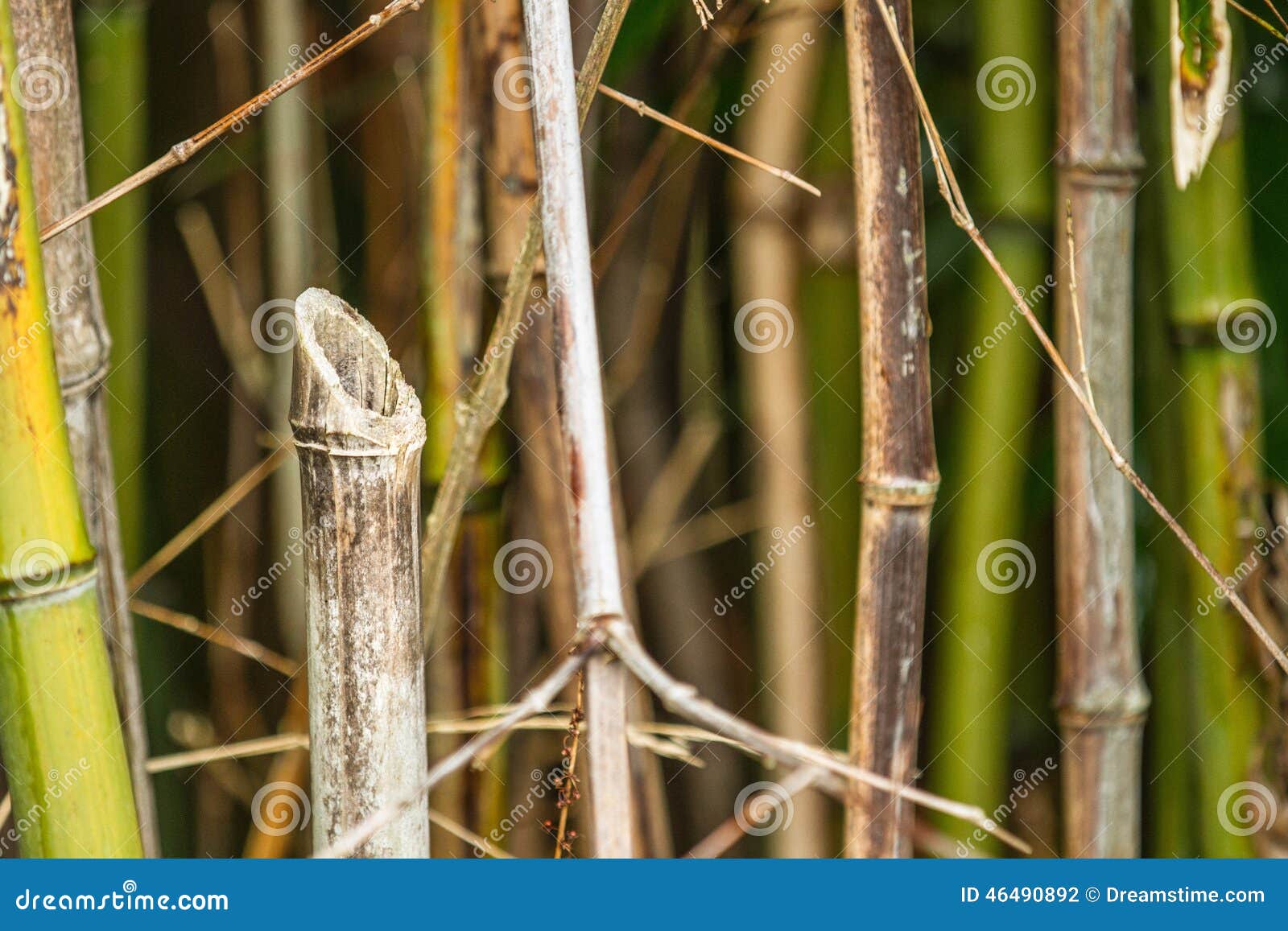 Bamboo cut stock photo. Image of nature, plant, bamboo - 46490892
