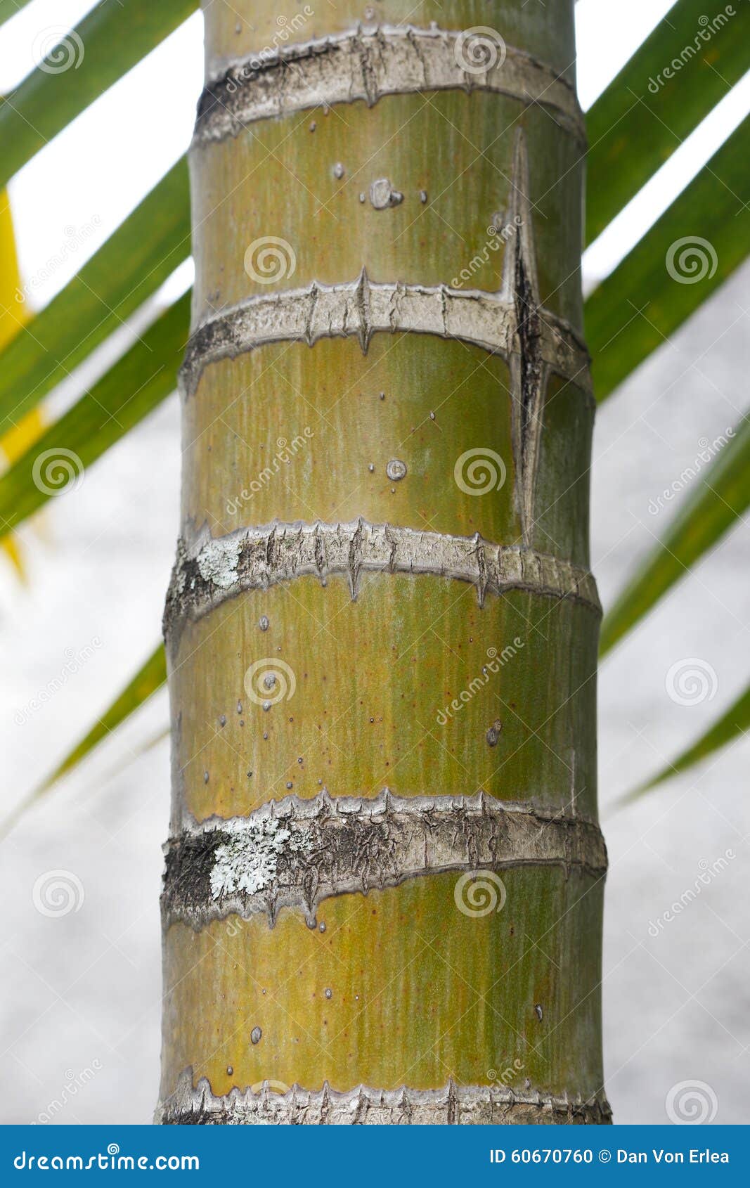 Bamboo stock photo. Image of nature, branch, trees, leaf - 60670760