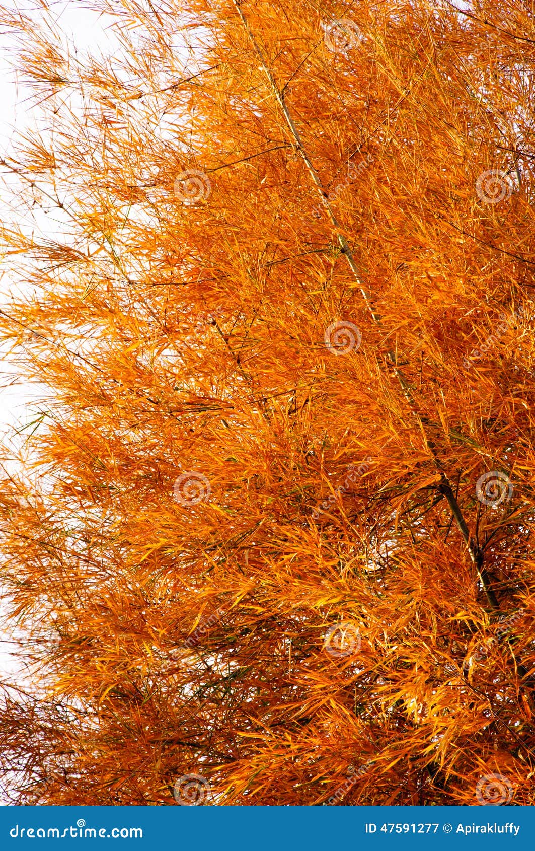 Bamboo stock image. Image of leaf, nature, bright, plant - 47591277
