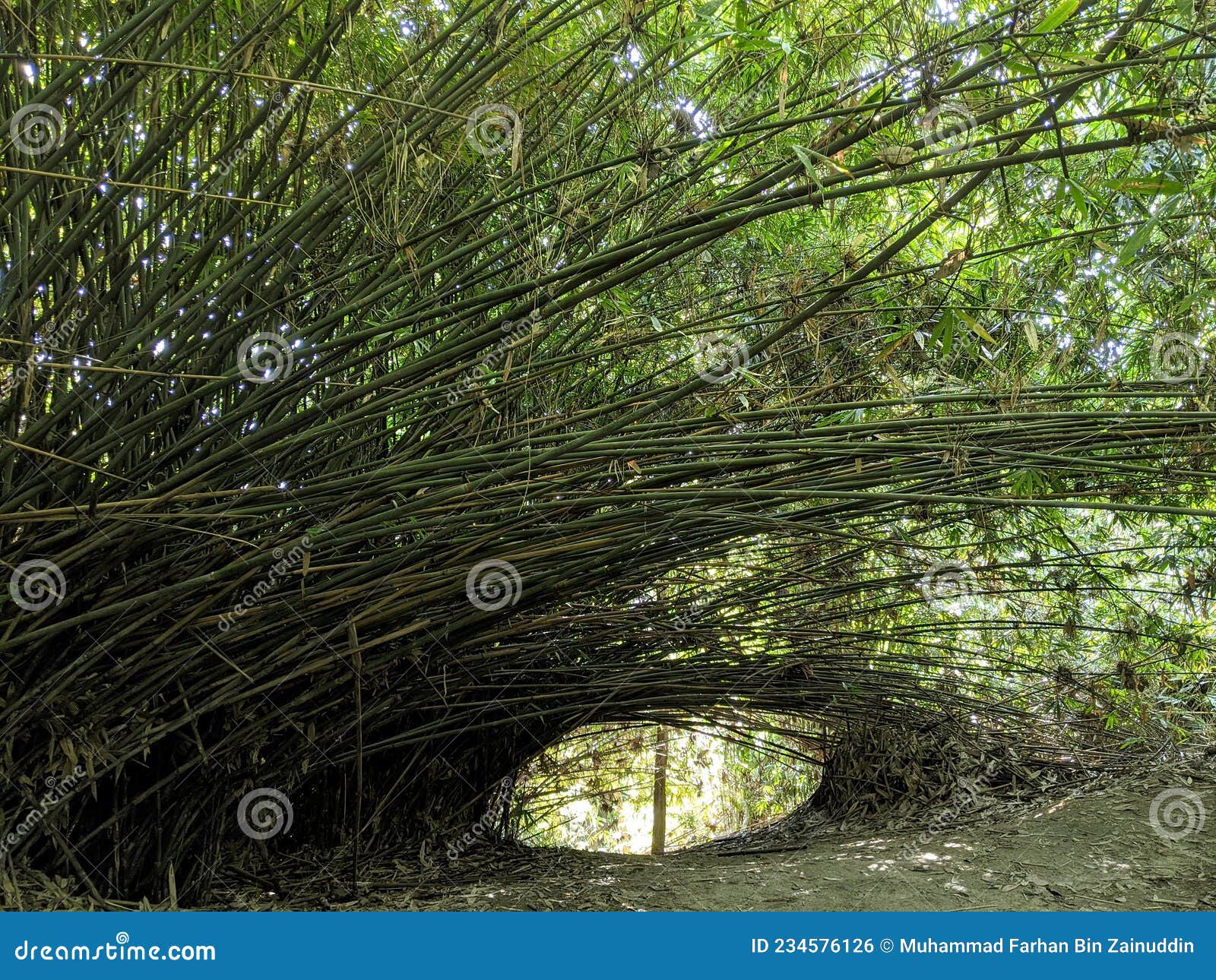 Bamboo eye at Bukit Kiara. stock photo. Image of water - 234576126