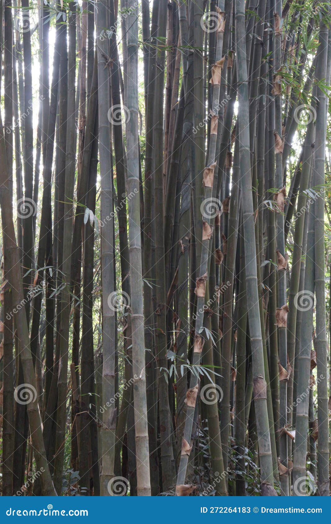 Bamboo Farm for Harvest are Cash Crops Stock Image - Image of culture ...