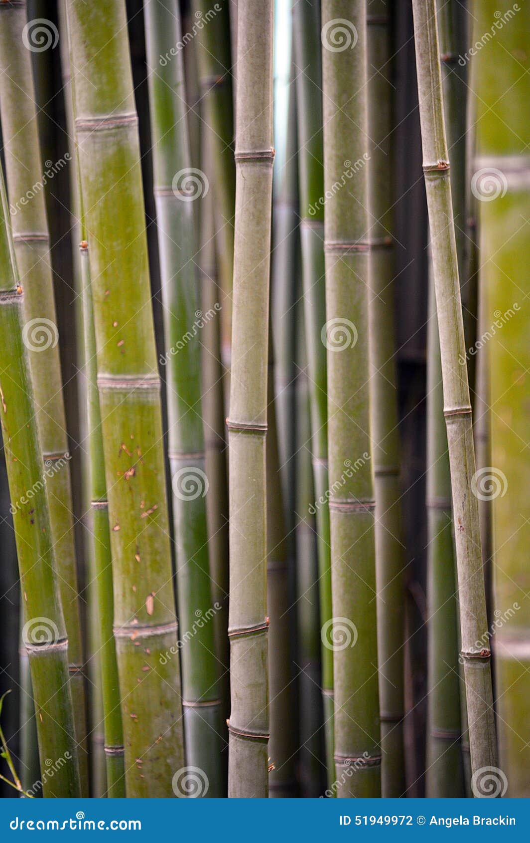 Bamboo stock photo. Image of remedy, grass, peace, wild - 51949972
