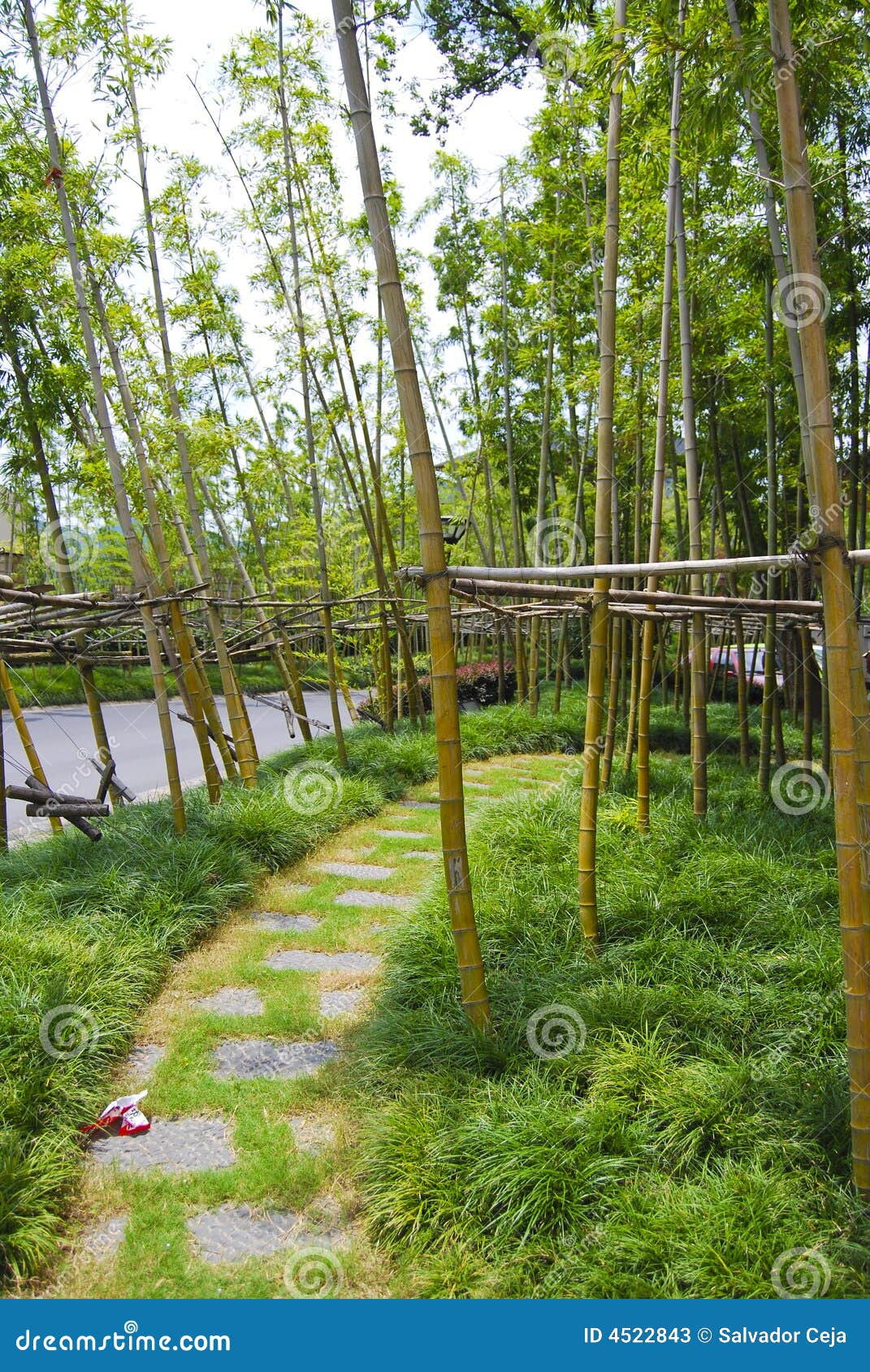 Bamboo feilds, China stock image. Image of hand, healthy - 4522843