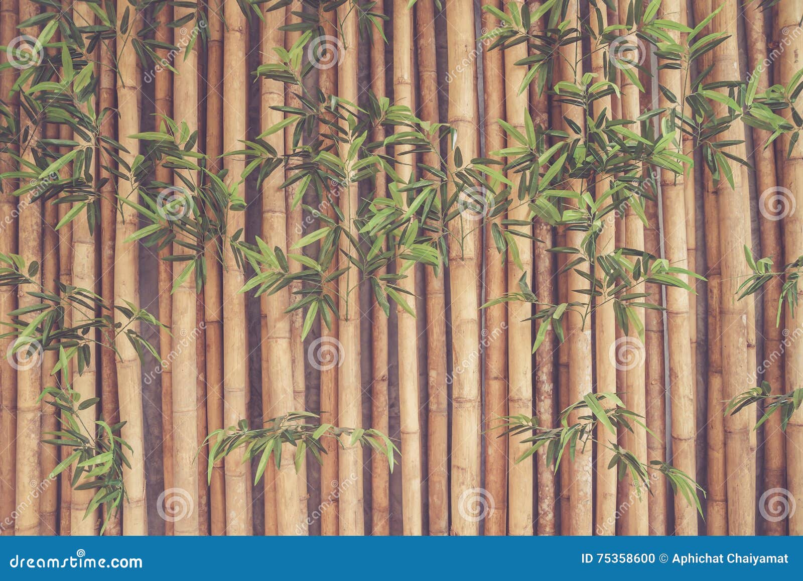 Bamboo fence stock photo. Image of finish, growth, chinese - 75358600