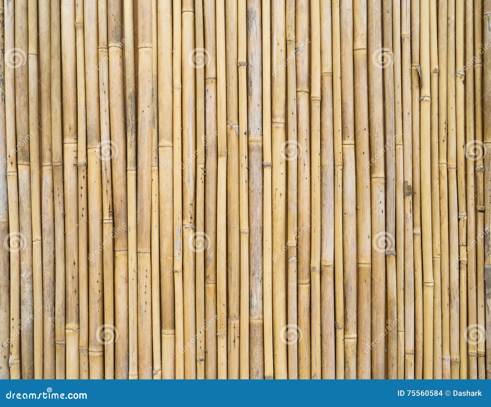 Bamboo fence background stock photo. Image of jungle - 75560584