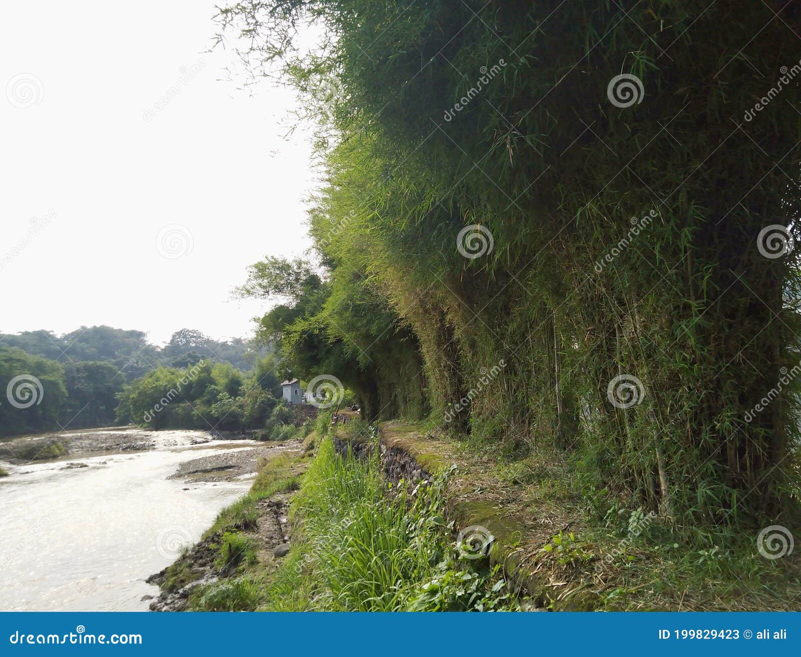 Bamboo Fence on the Edge of the Ciliwung River Stock Image - Image of ...
