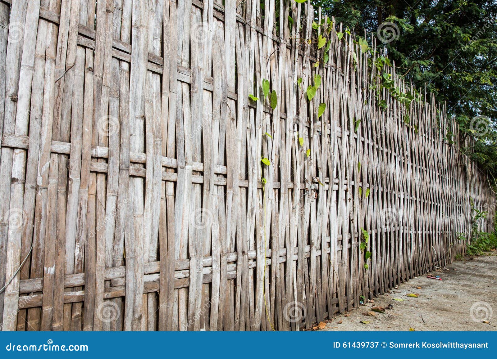 Bamboo fence stock image. Image of area, rows, rustic - 61439737