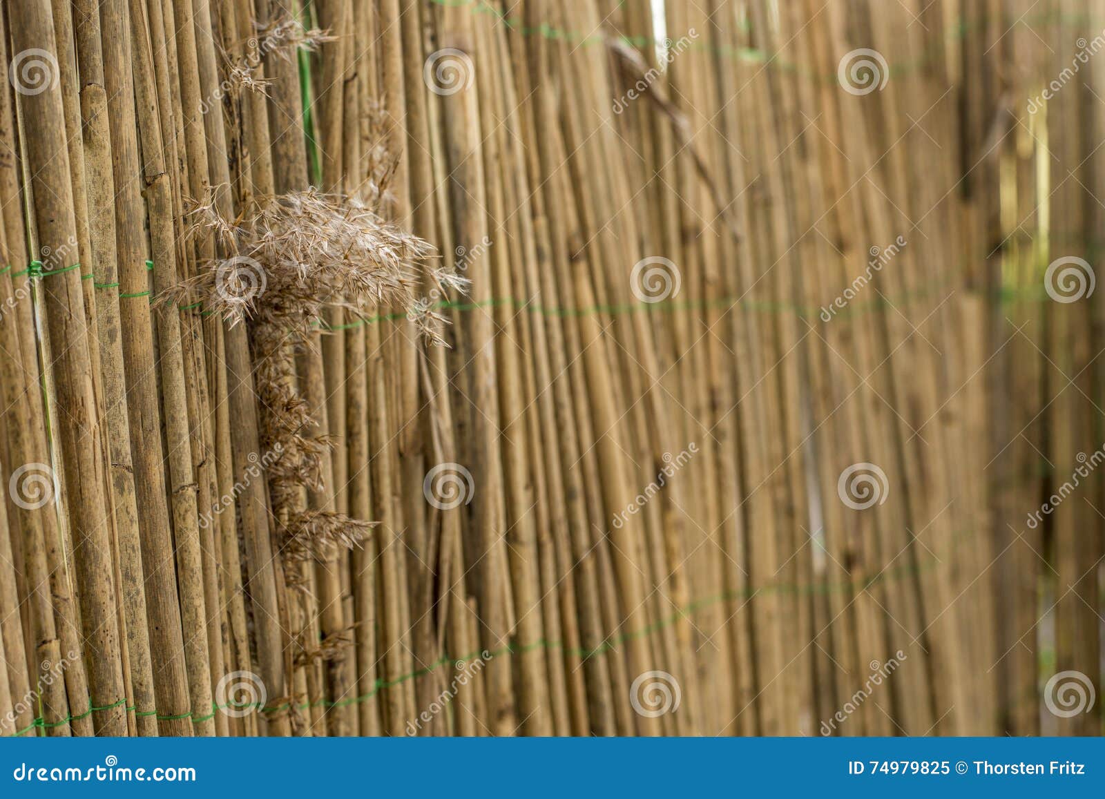 Bamboo fence with reed stock image. Image of garden, growth - 74979825