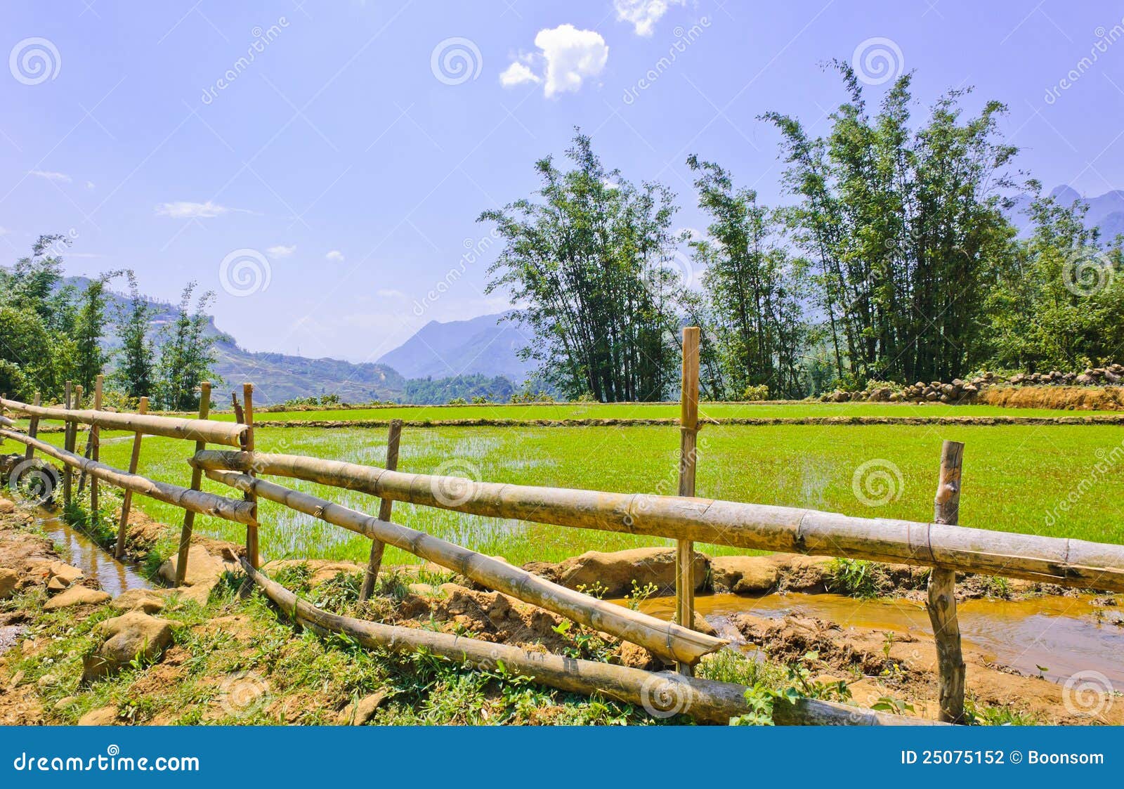 Bamboo Fence and Rice Crops Stock Photo - Image of nature, paddy: 25075152
