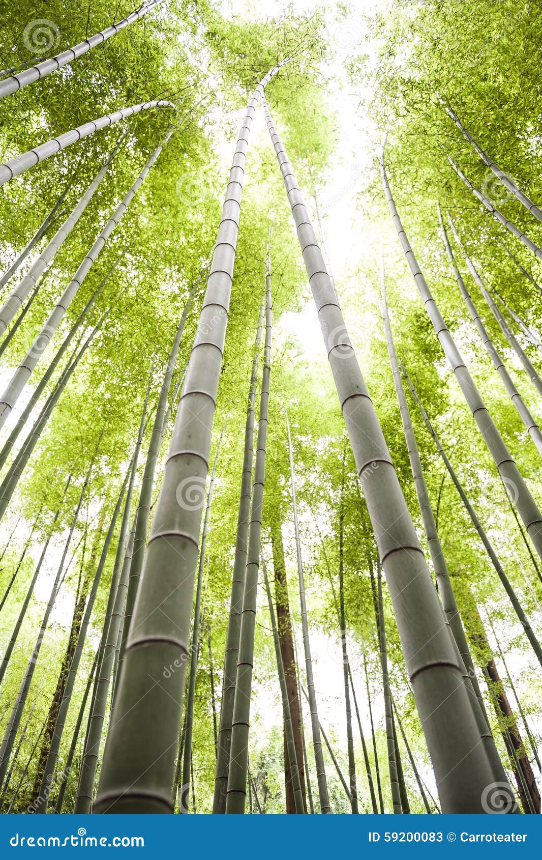 Bamboo field stock image. Image of nature, tall, ecology - 59200083