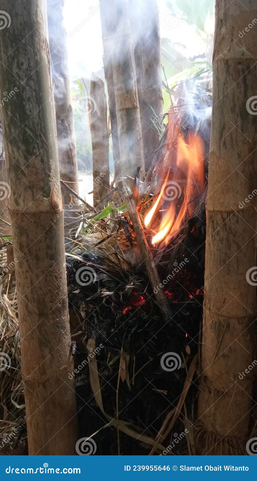 Bamboo fireworks stock photo. Image of bamboo, fireworks - 239955646