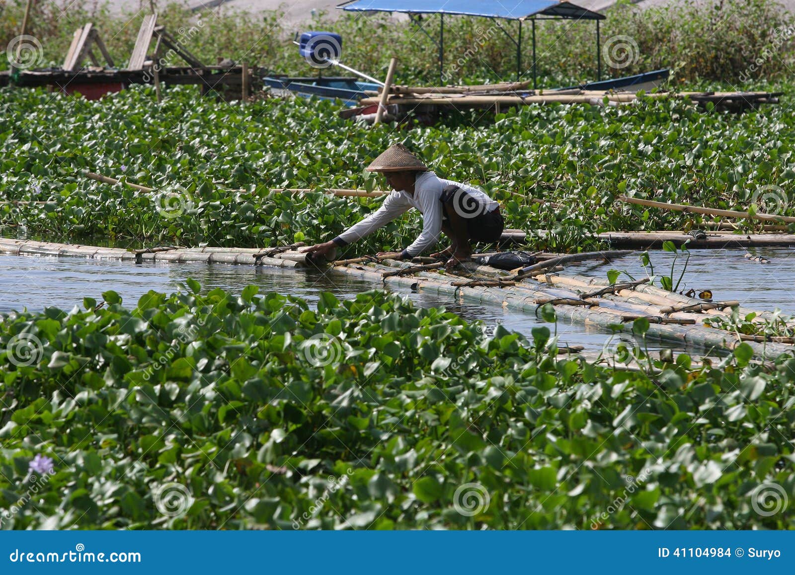 Bamboo fish cage editorial stock image. Image of java - 41104984