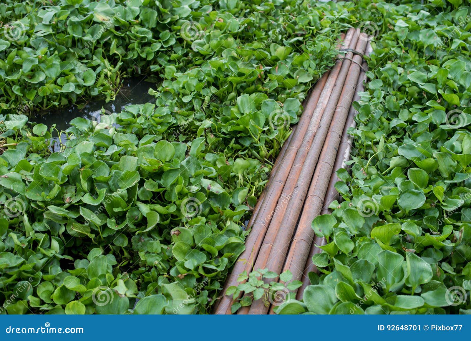 Bamboo Floating Raft In High Mountain Lake Panorama View Stock ...