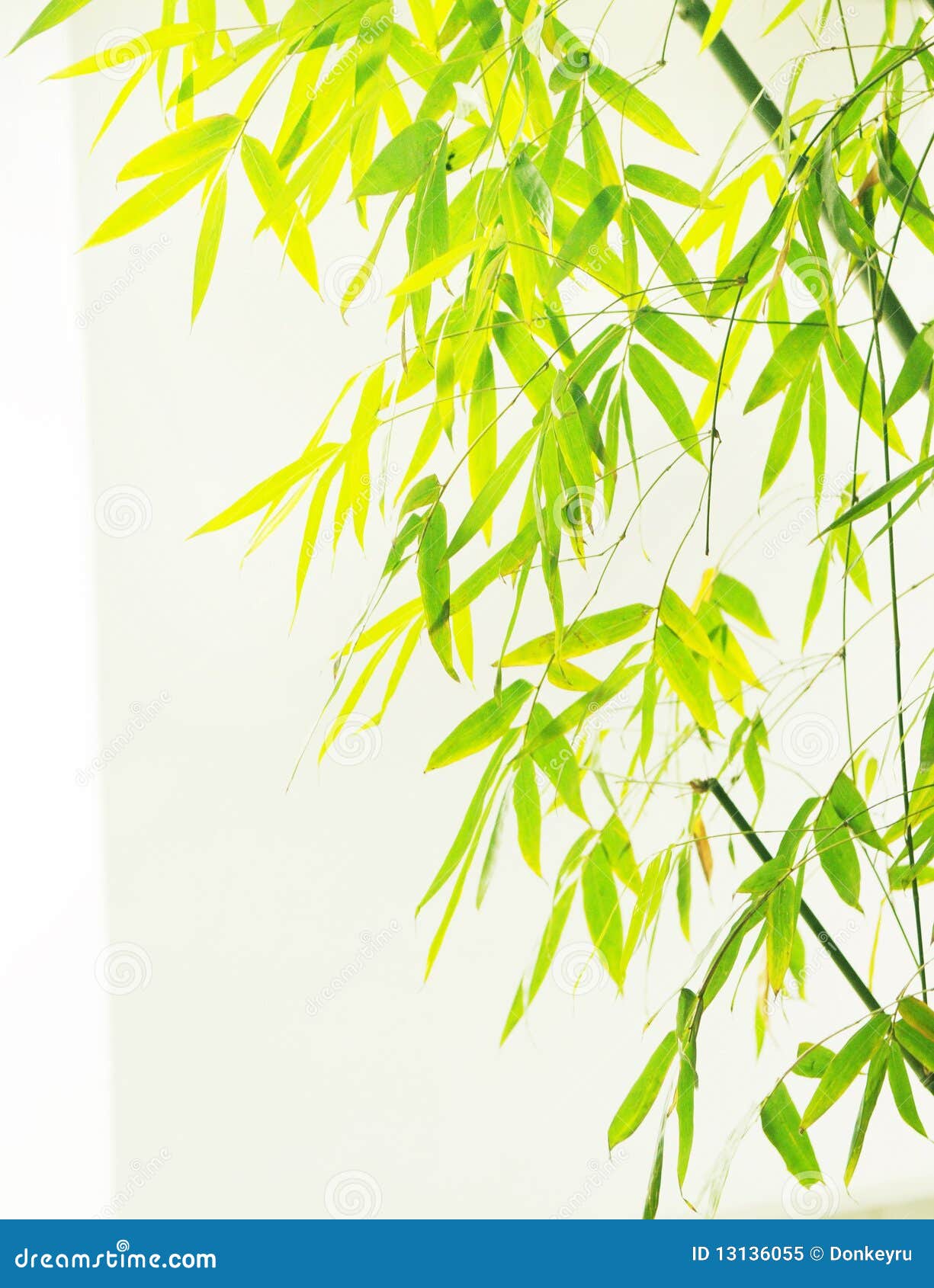 Bamboo foliage foreground stock image. Image of line - 13136055