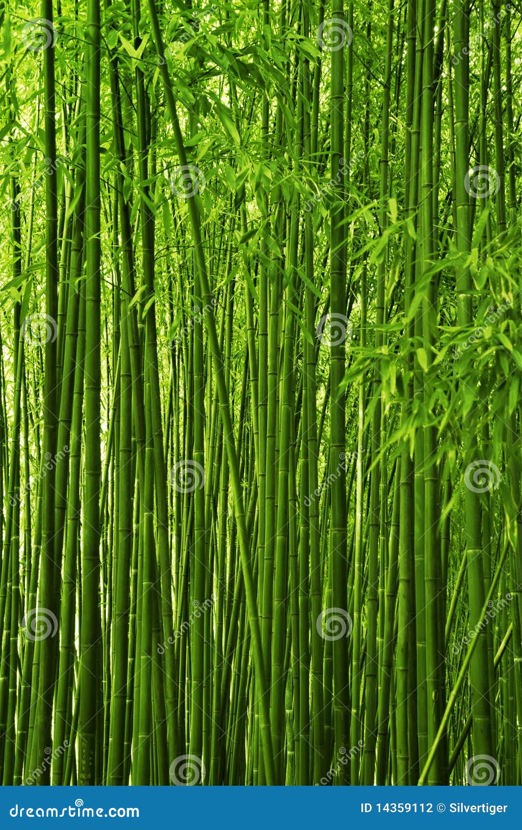 Bamboo forest stock photo. Image of natural, orient, texture - 14359112