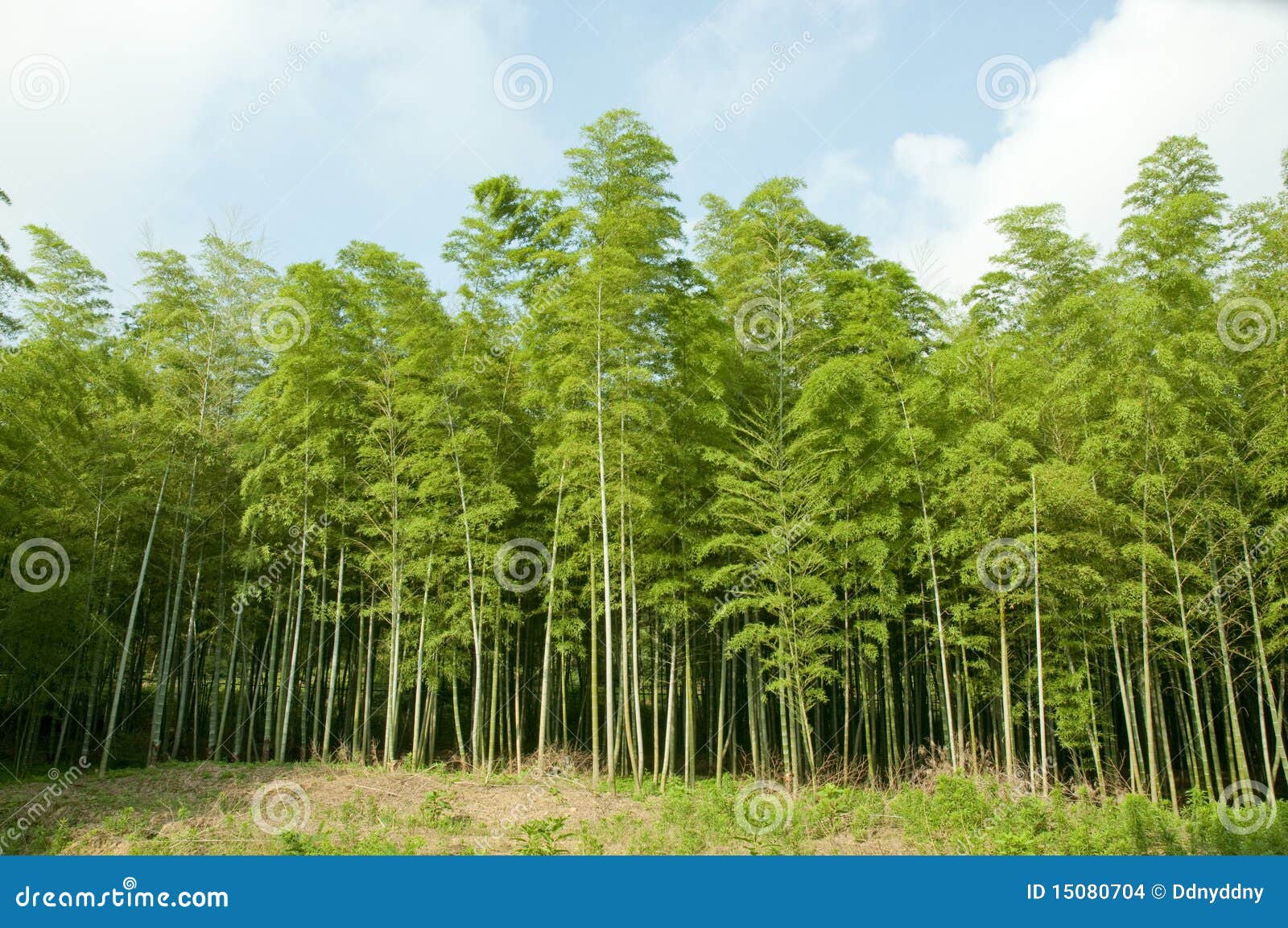 Bamboo forest stock photo. Image of nature, plants, summer - 15080704
