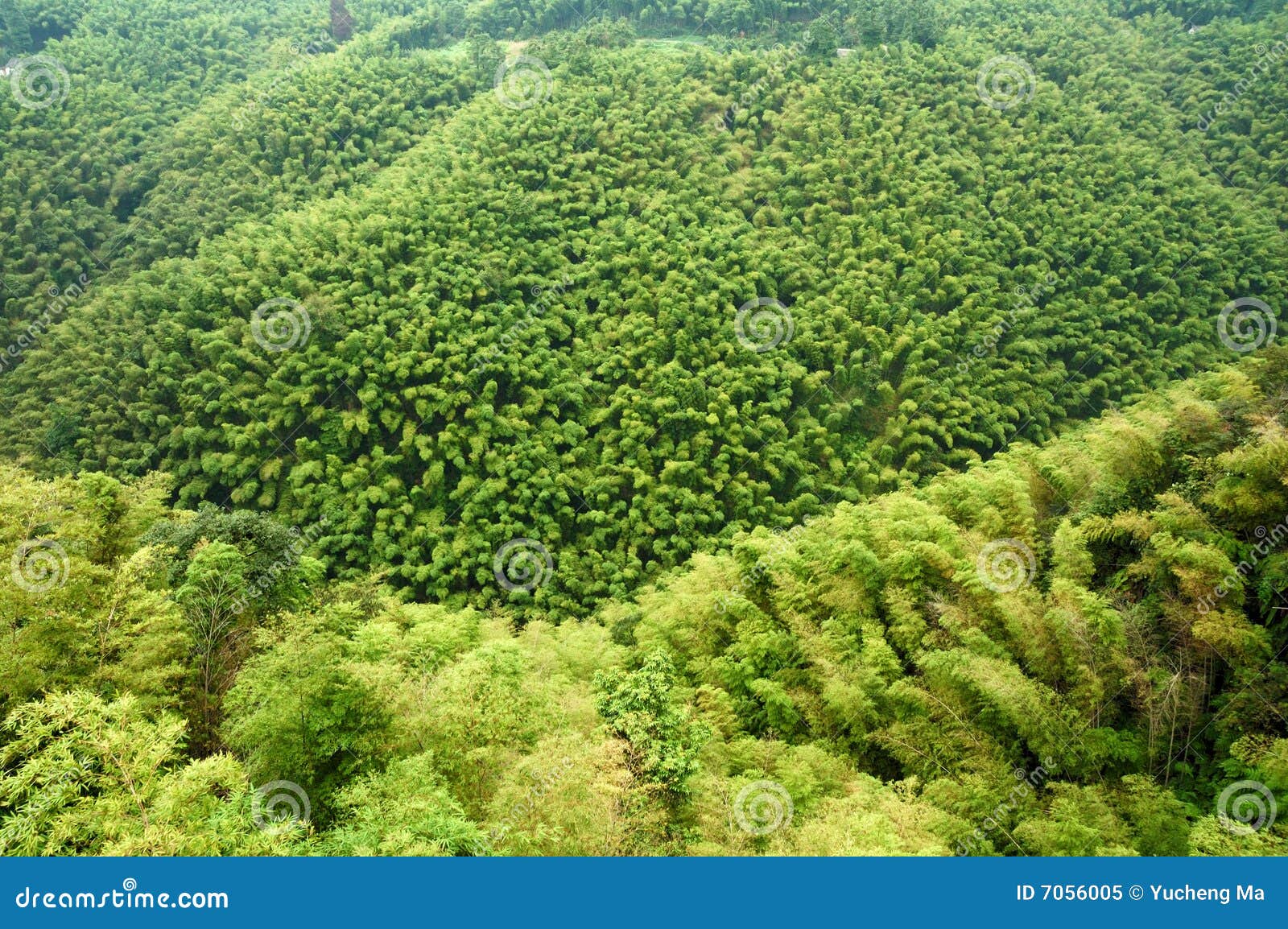 Bamboo Forest Royalty Free Stock Photo - Image: 7056005