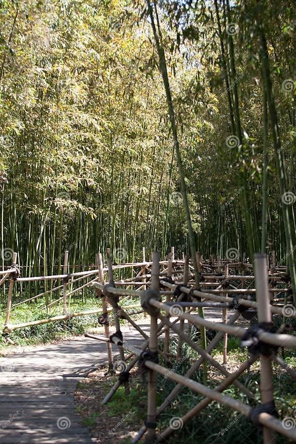 Bamboo stock photo. Image of bamboo, rail, picket, outdoors - 82428926