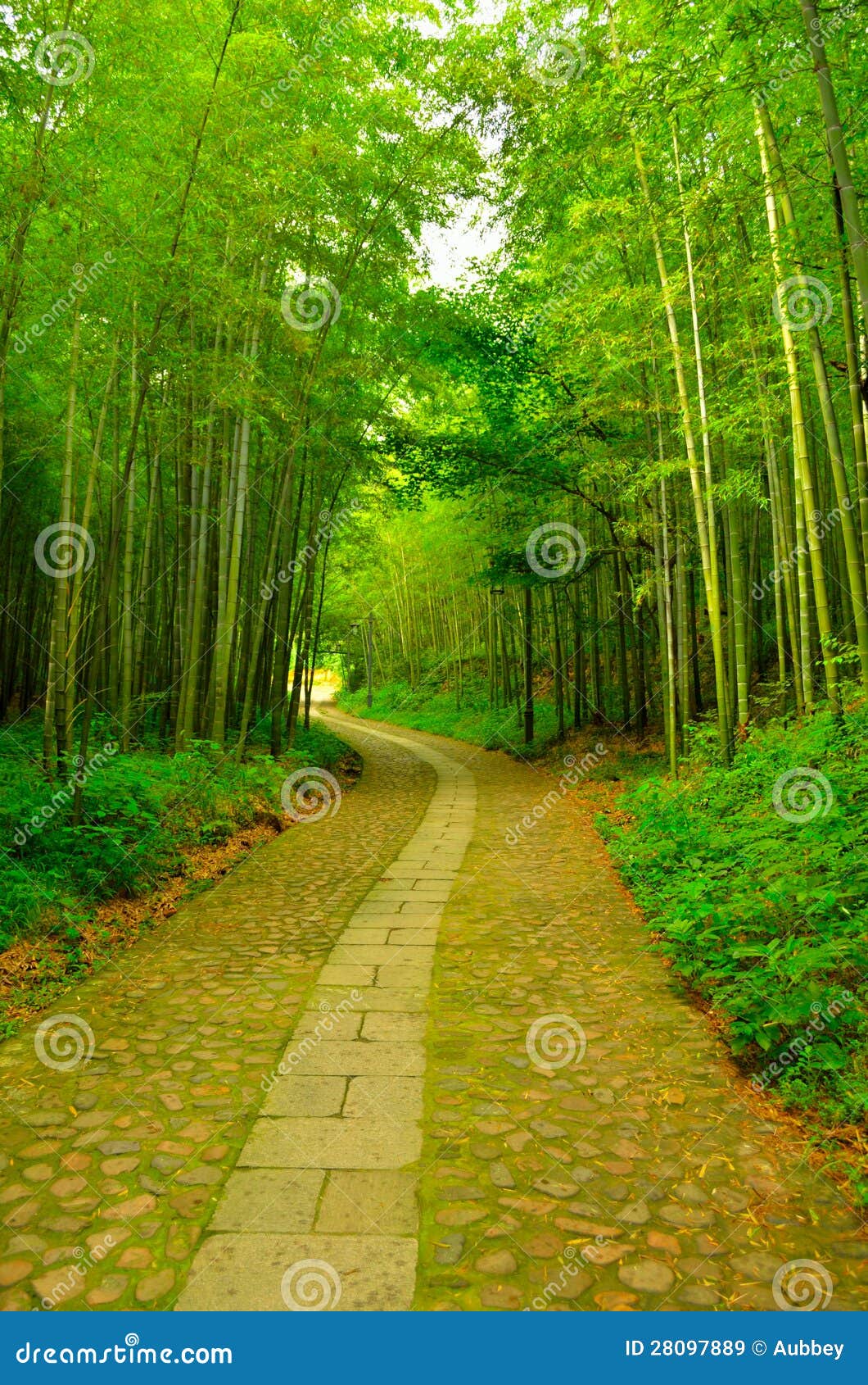 Bamboo forest and Alley stock image. Image of freshness - 28097889