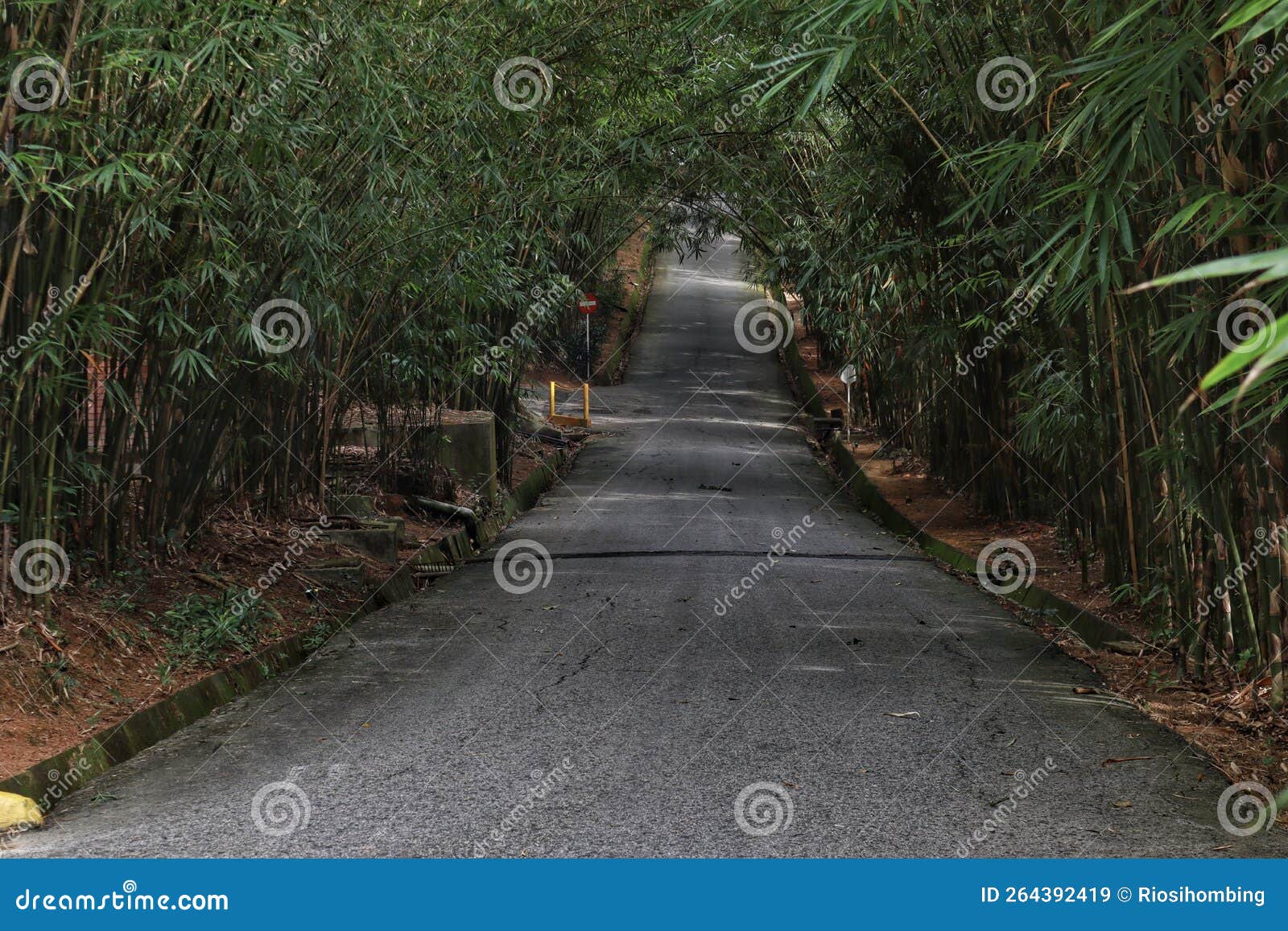 Bamboo Forest and Asphalt Road Countryside Stock Image - Image of ...