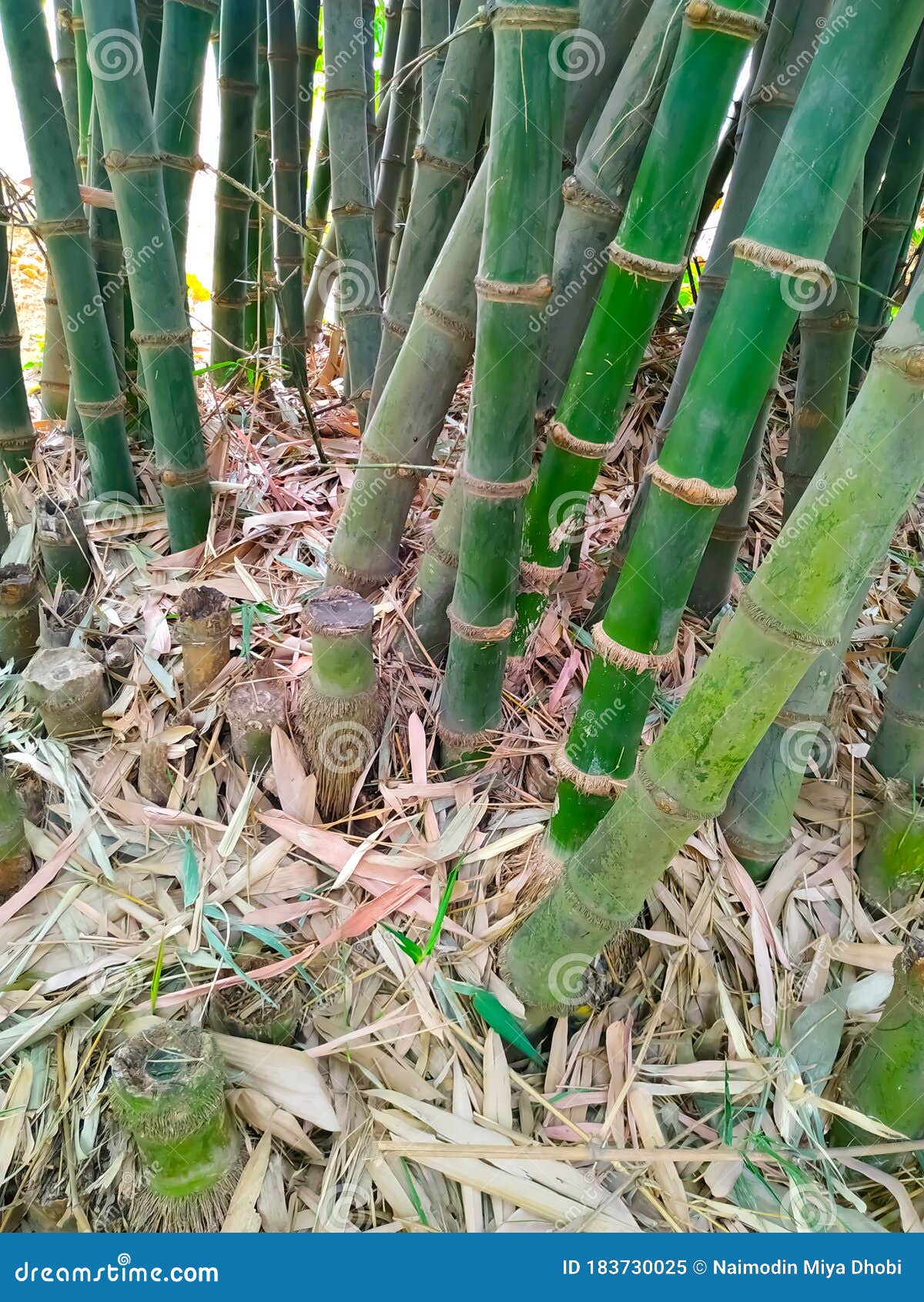 Bamboo Forest Background Natural Texture Stock Image - Image of natural ...