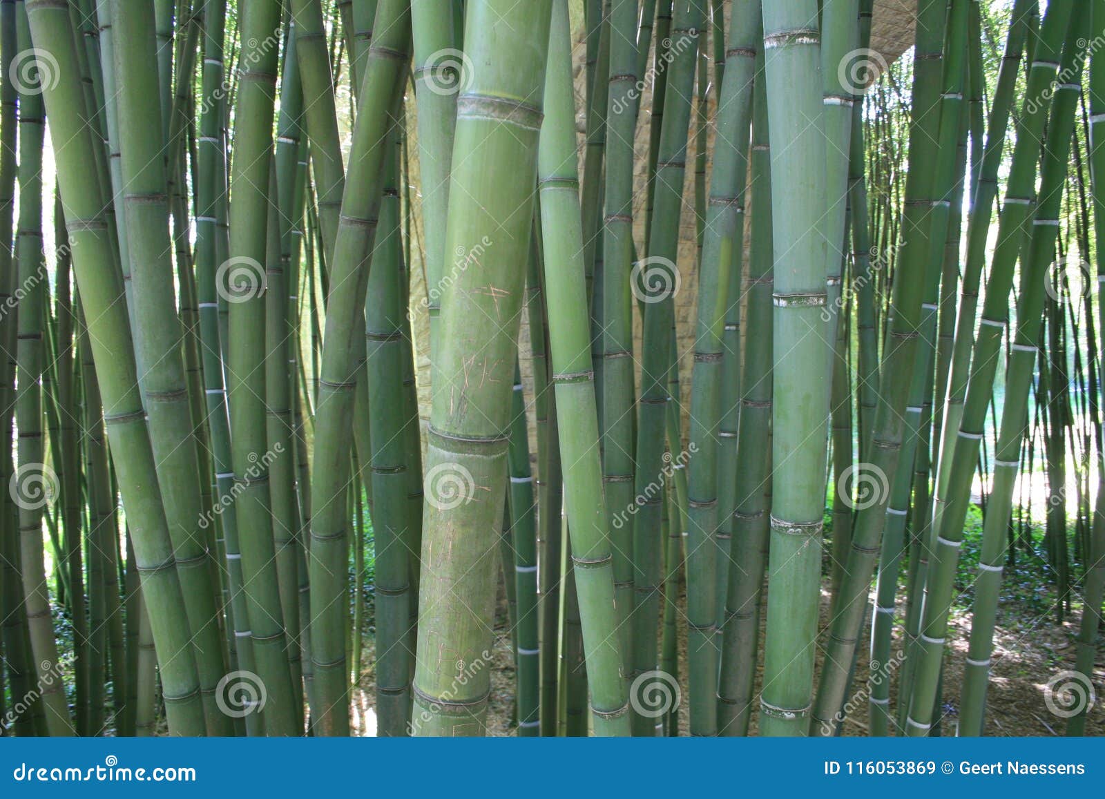 Bamboo / bamboe stock image. Image of plants, growing - 116053869