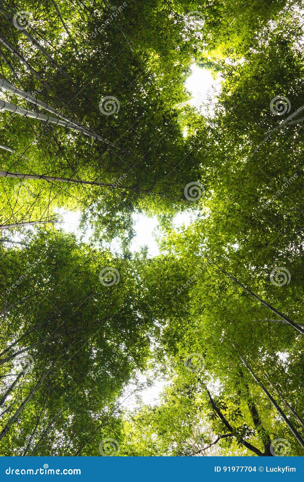Bamboo Forest from Bottom View Stock Photo - Image of background ...