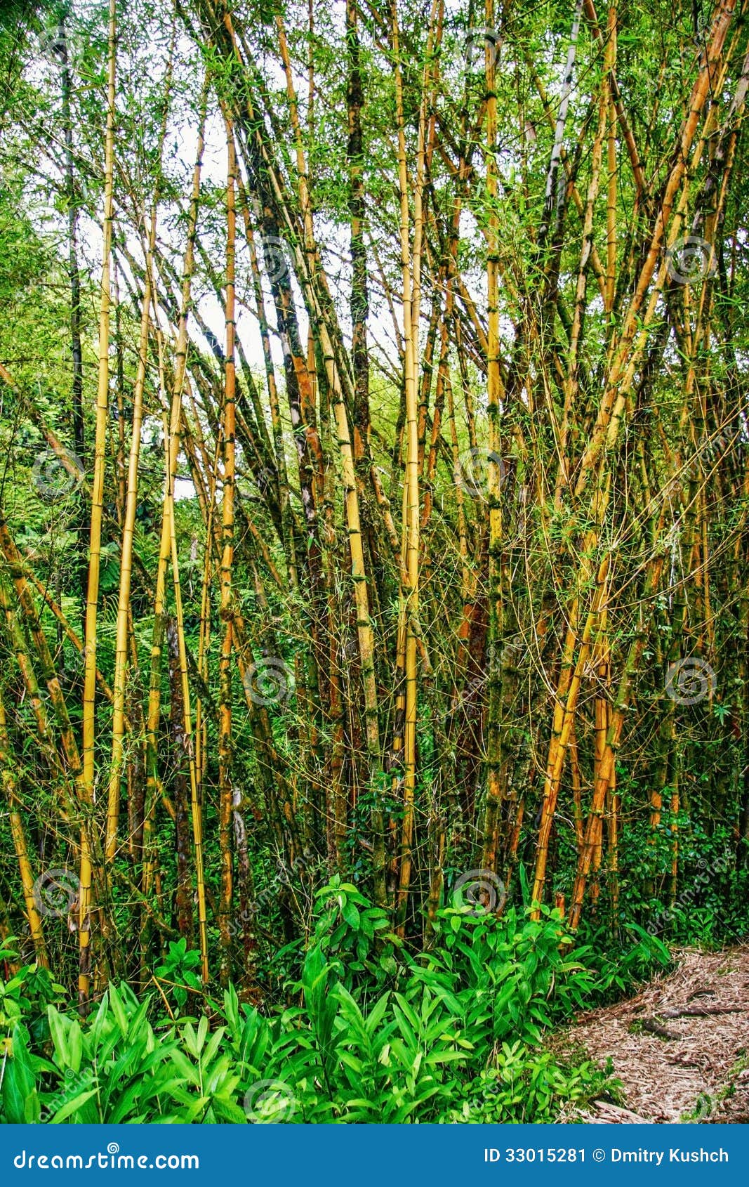 Bamboo forest. stock image. Image of bright, beautiful - 33015281