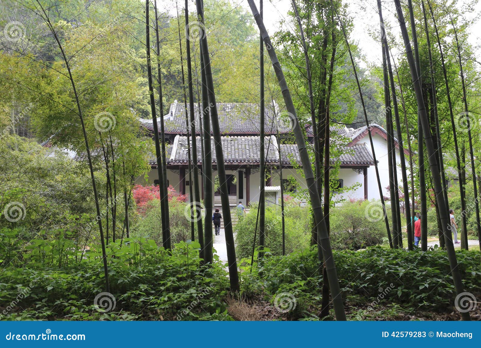 Bamboo forest editorial stock photo. Image of city, china - 42579283