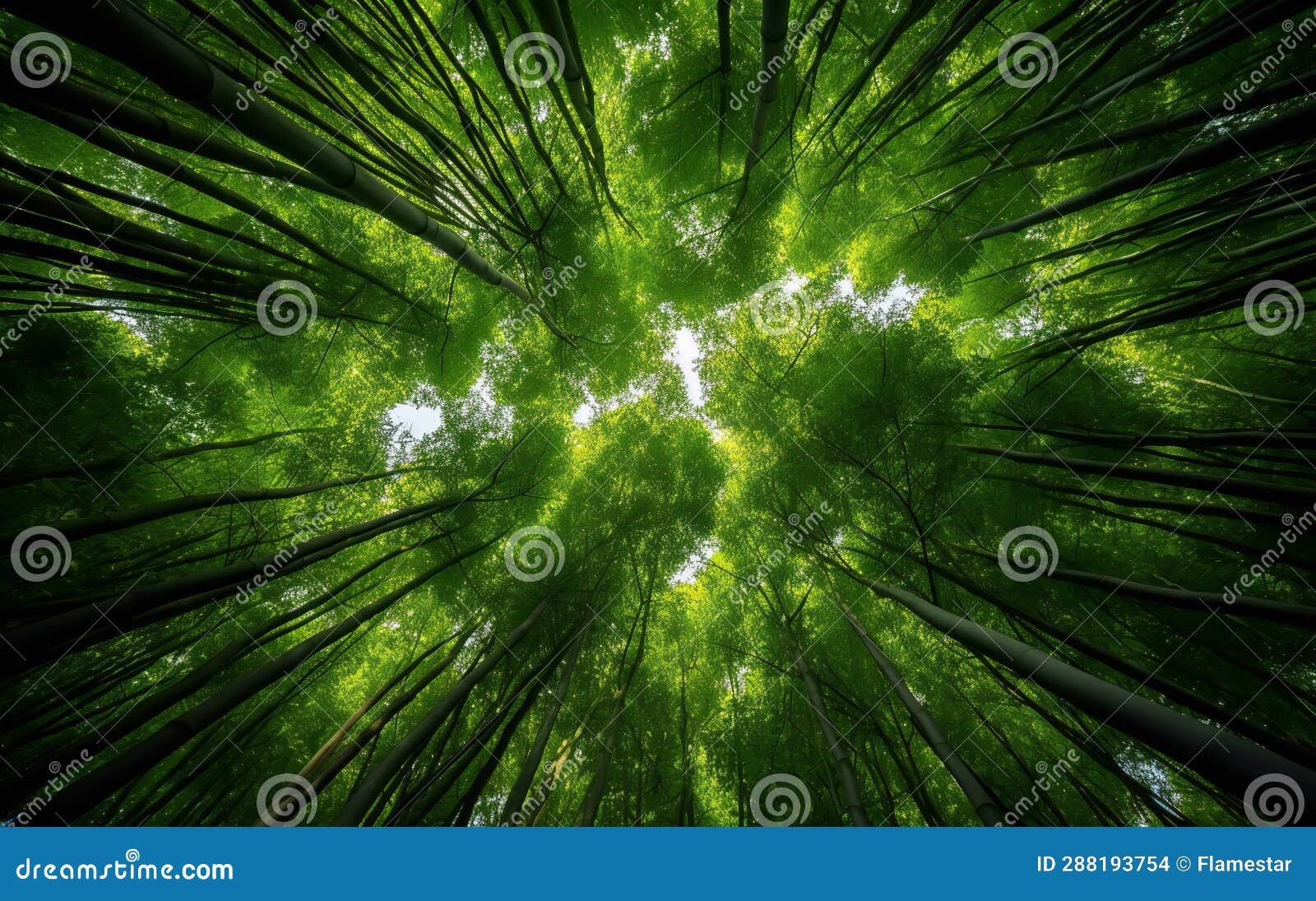 Bamboo Forest Canopy Overhead Time of Day Stock Photo - Image of beauty ...