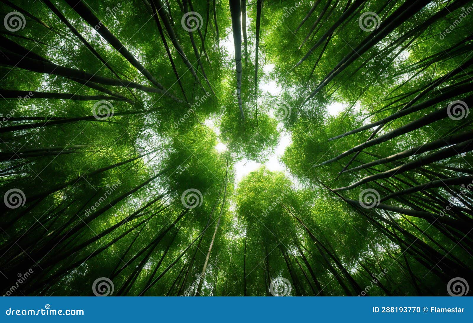 Bamboo Forest Canopy Overhead Time of Day Stock Illustration ...