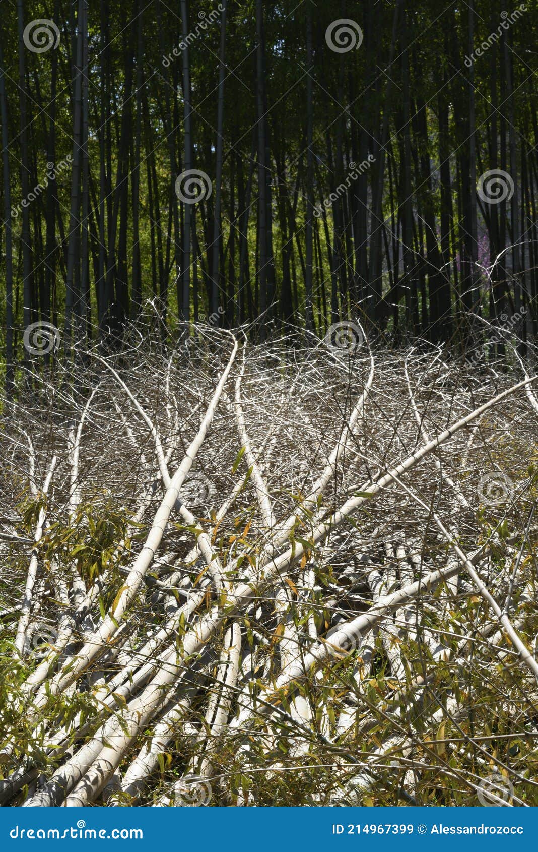 Bamboo Forest Deforestation Stock Image - Image of nature, environment ...
