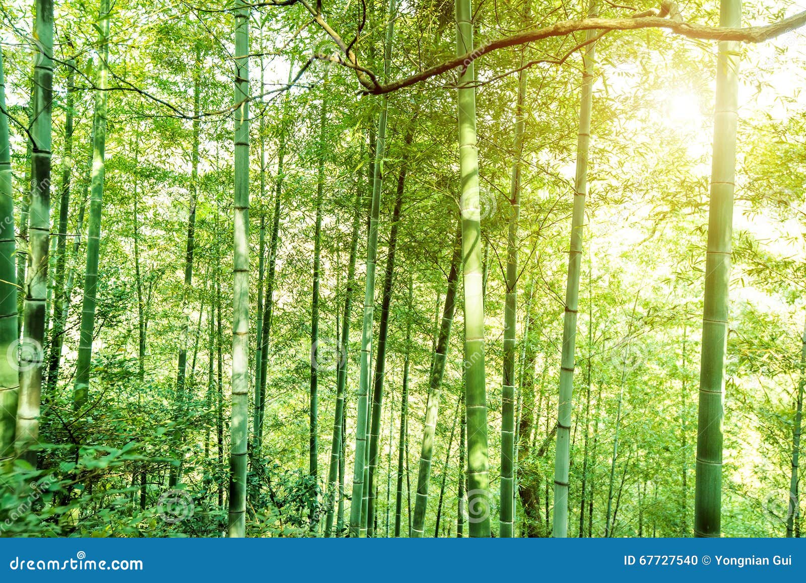 Bamboo forest. stock photo. Image of color, chinese, southeast - 67727540