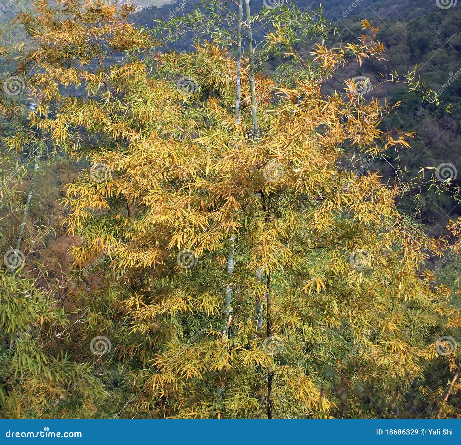 Bamboo Forest in the Fall stock image. Image of autumn - 18686329
