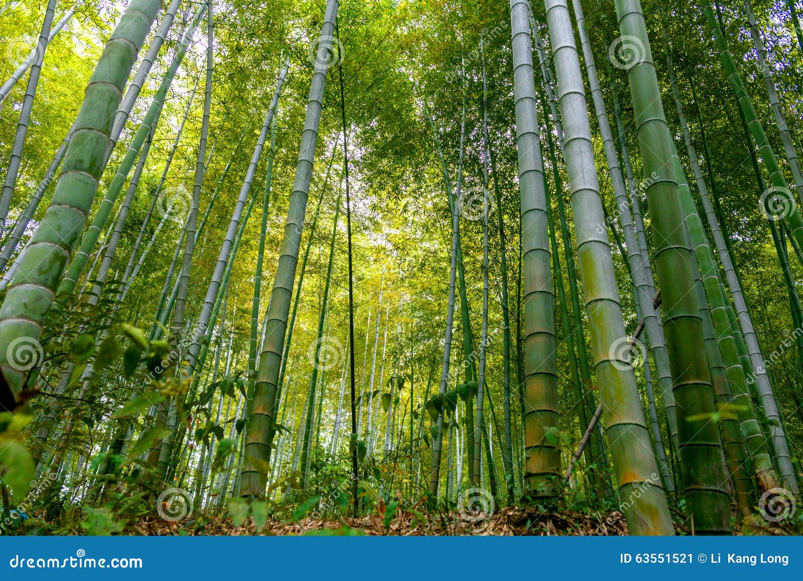 Bamboo forest stock image. Image of outdoor, maunsell - 63551521