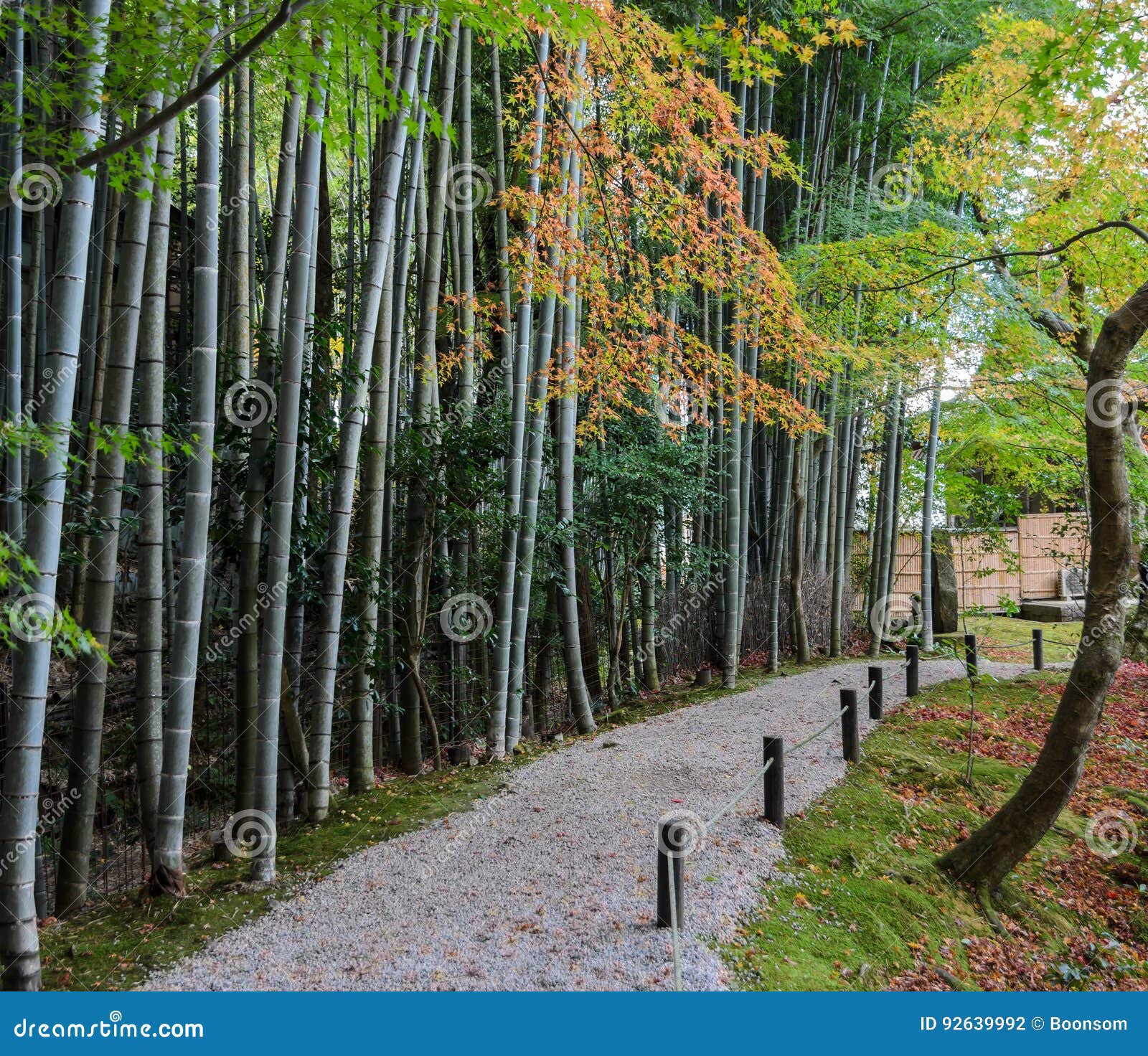 Bamboo Forest with Fall Foliage Stock Photo - Image of pathway, koyo ...