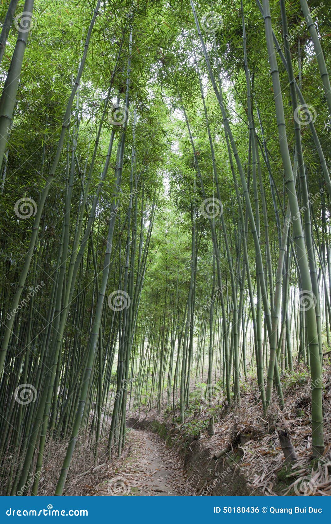 The Flourish Bamboo Forest With Glorious Morning Sunshine Royalty-Free ...