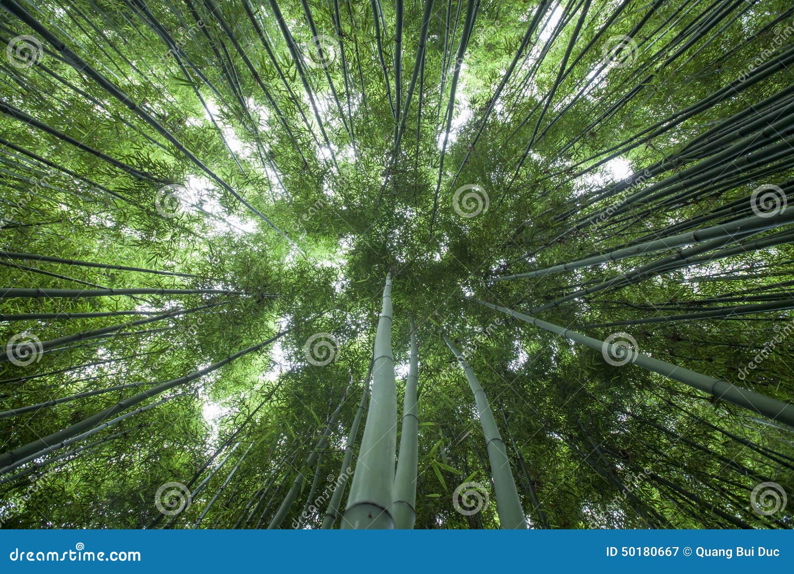 The Flourish Bamboo Forest With Glorious Morning Sunshine Royalty-Free ...