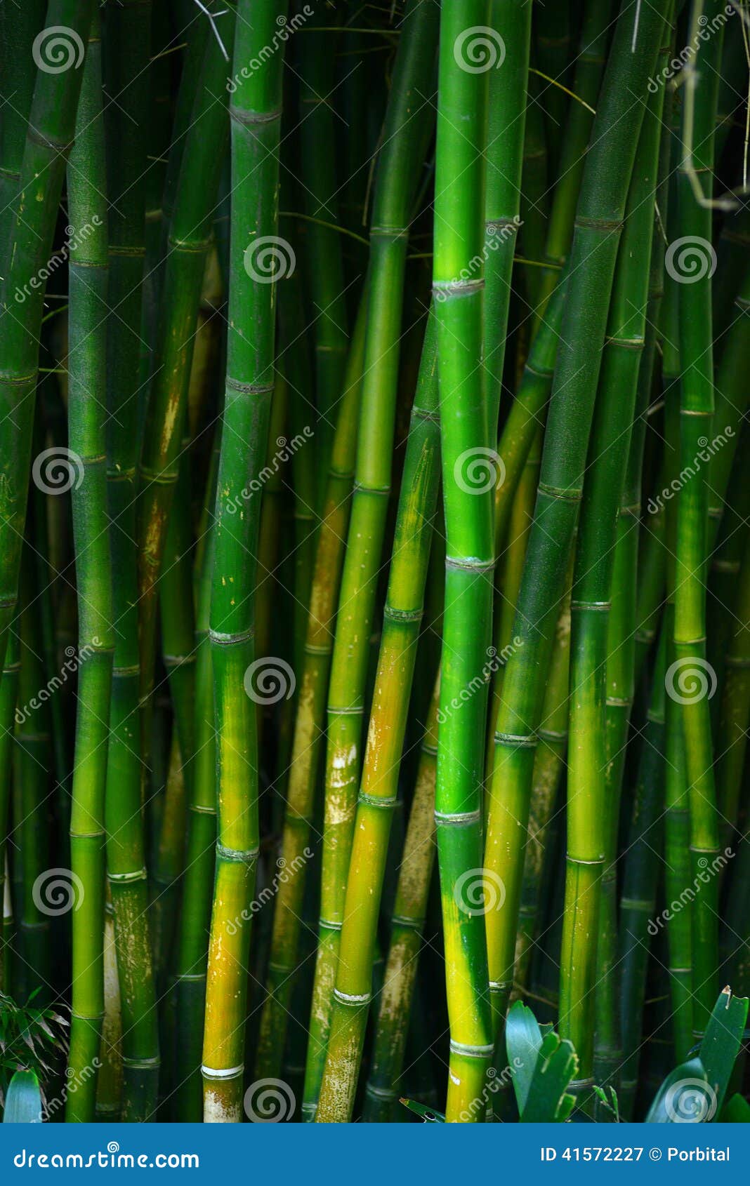 Bamboo forest stock image. Image of wood, green, stalk - 41572227