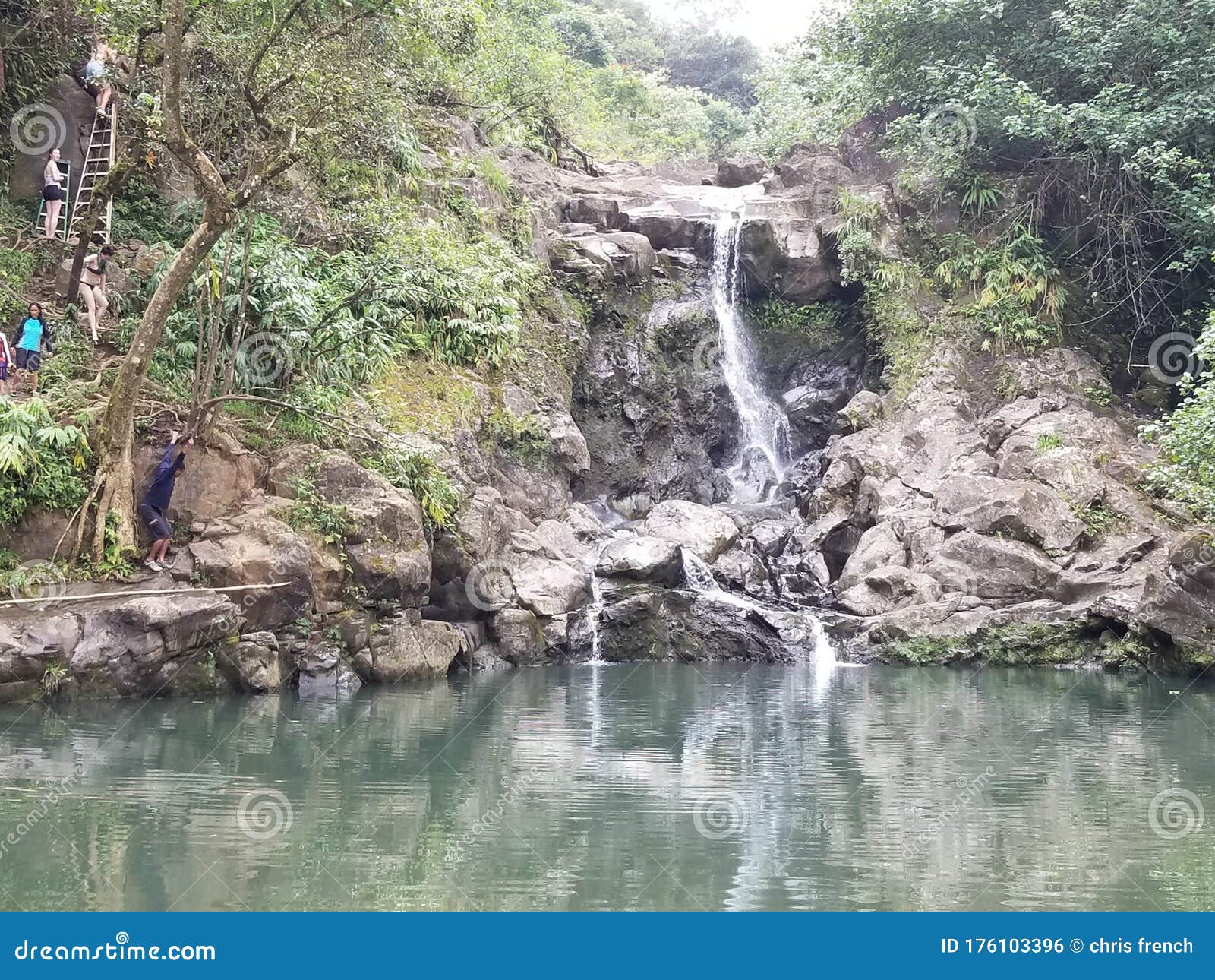 Bamboo Forest Hike in Maui Hawaii Editorial Photo - Image of hawaii ...