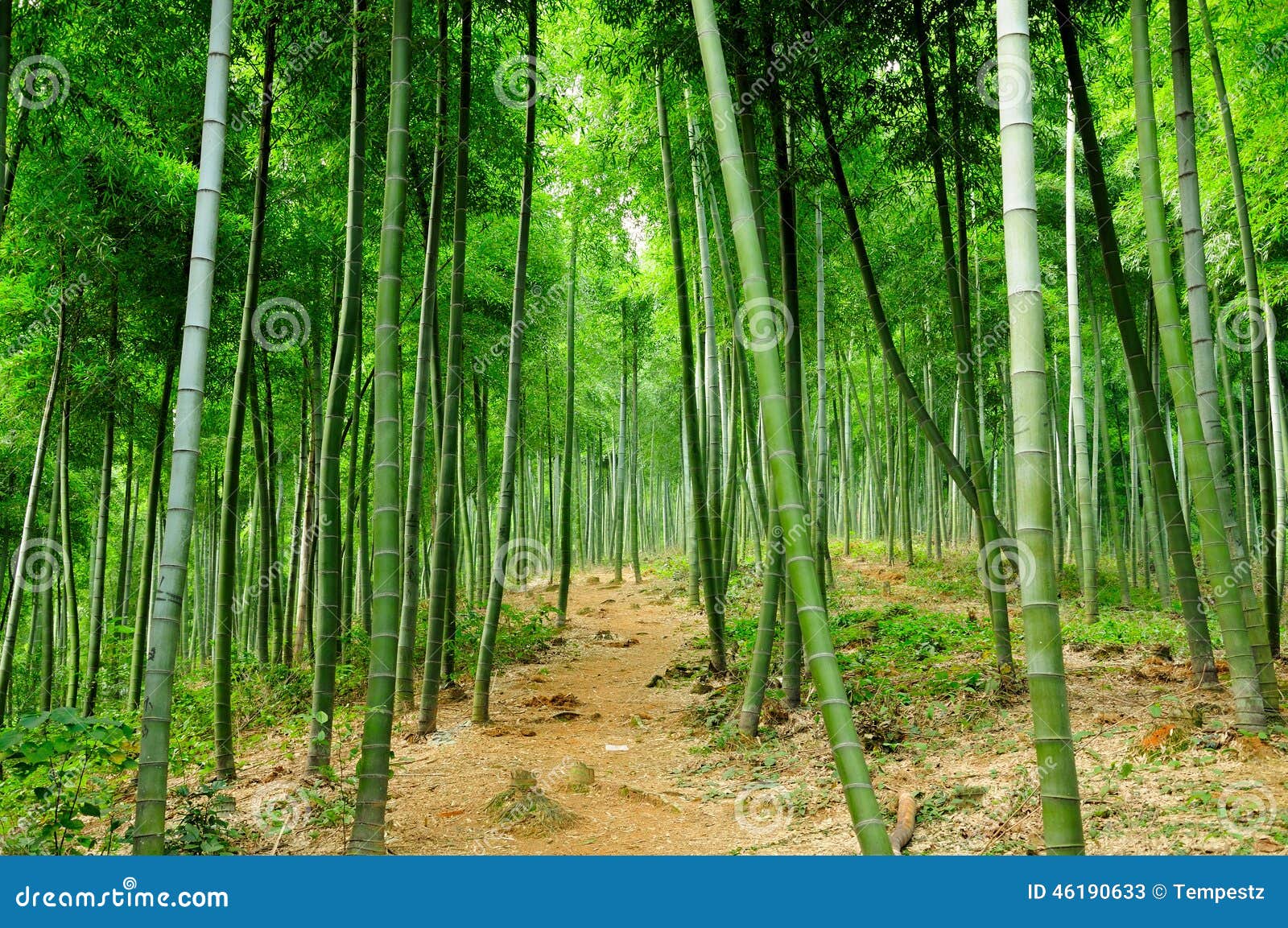Bamboo Forest Hiking Trail stock image. Image of anji - 46190633