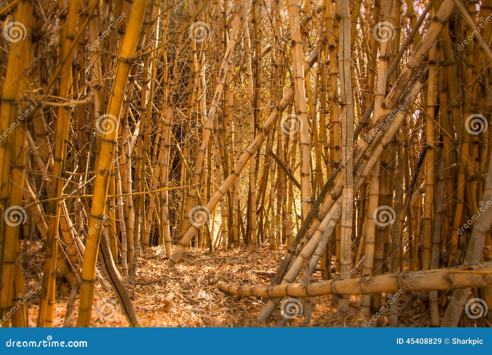 Bamboo Forest stock image. Image of angle, shaded, lively - 45408829