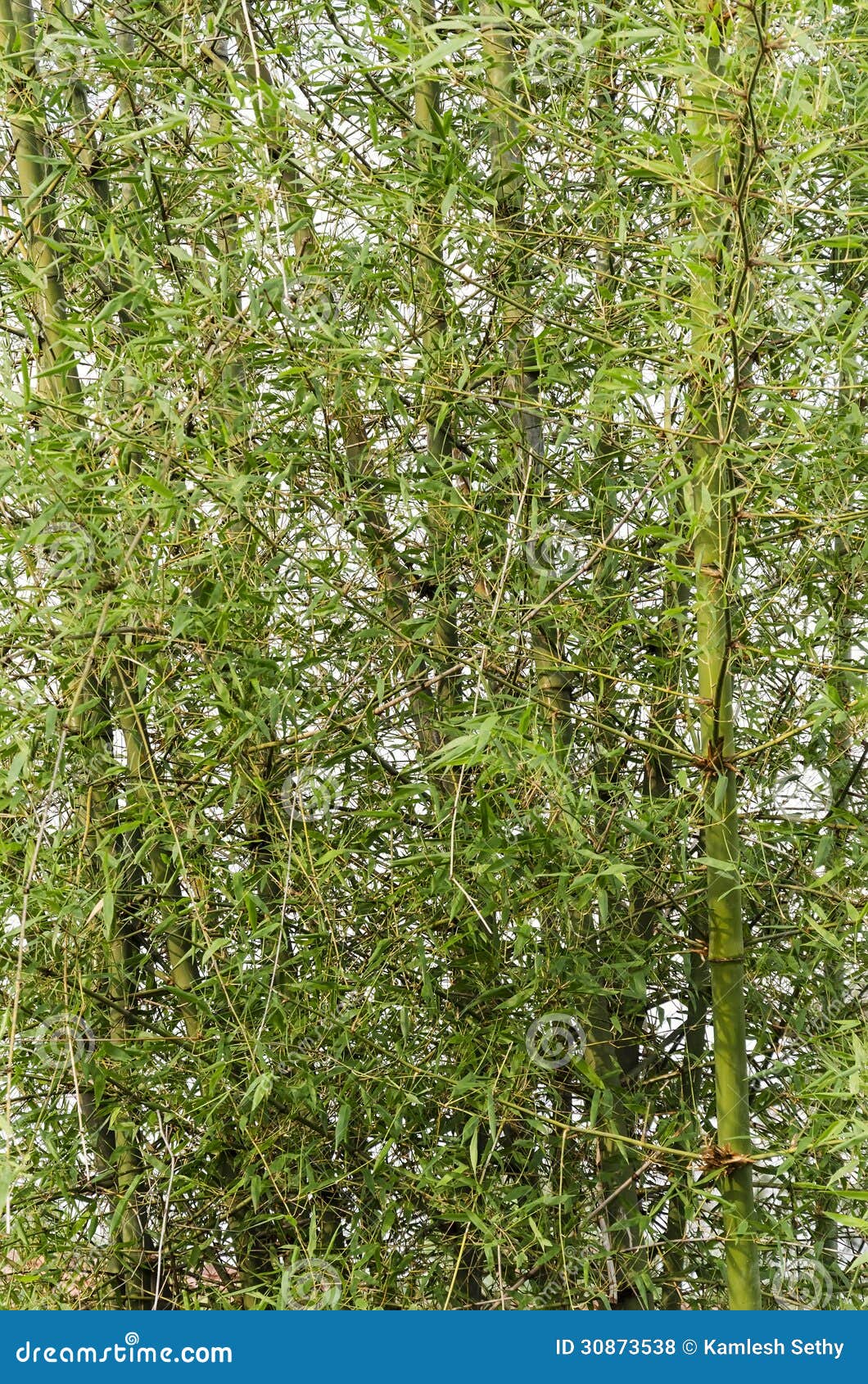 Bamboo Forest stock photo. Image of indian, leaves, background - 30873538