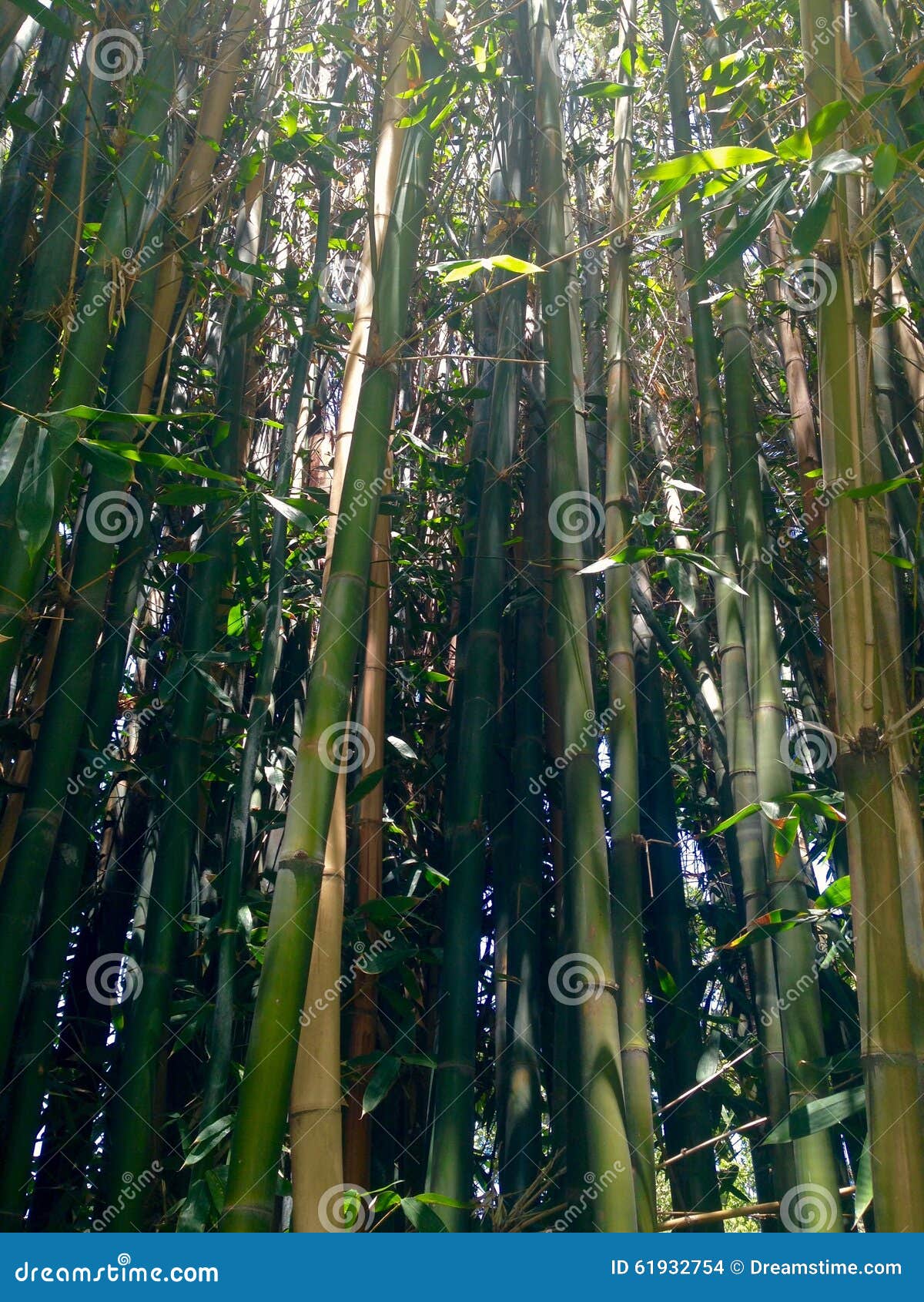 Bamboo stock photo. Image of life, trees, forest, bamboo - 61932754