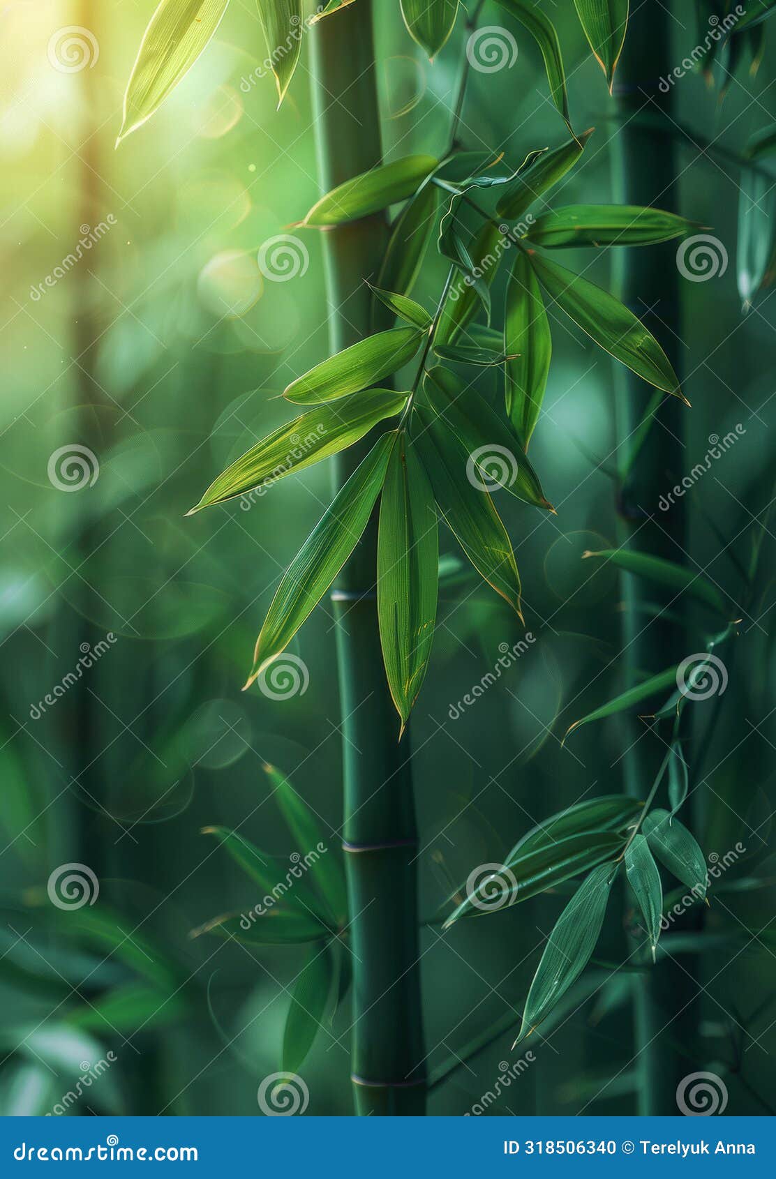 Bamboo Forest in the Morning. a Bamboo Plants Stock Photo - Image of ...