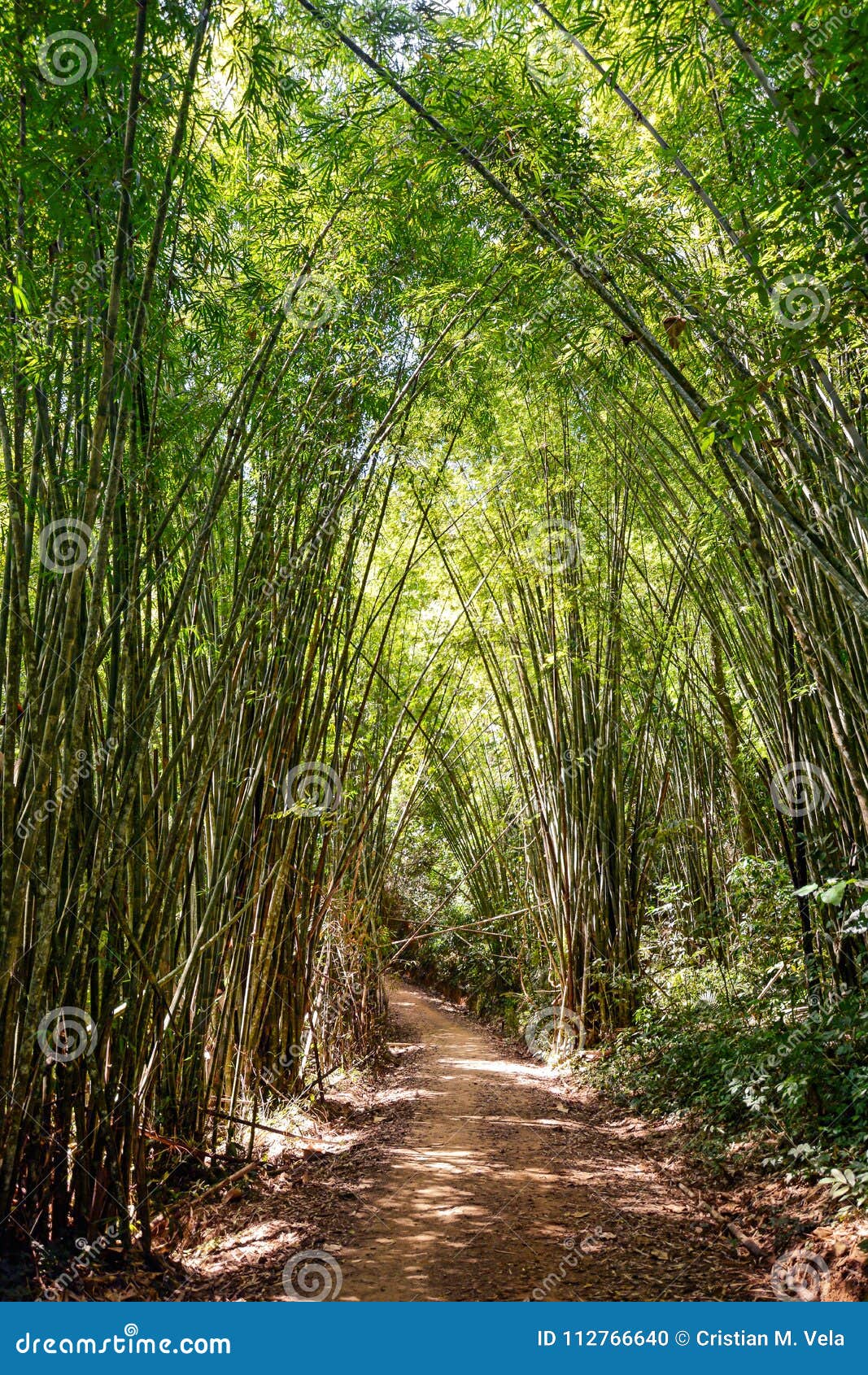 Bamboo forest path stock photo. Image of thailand, khao - 112766640