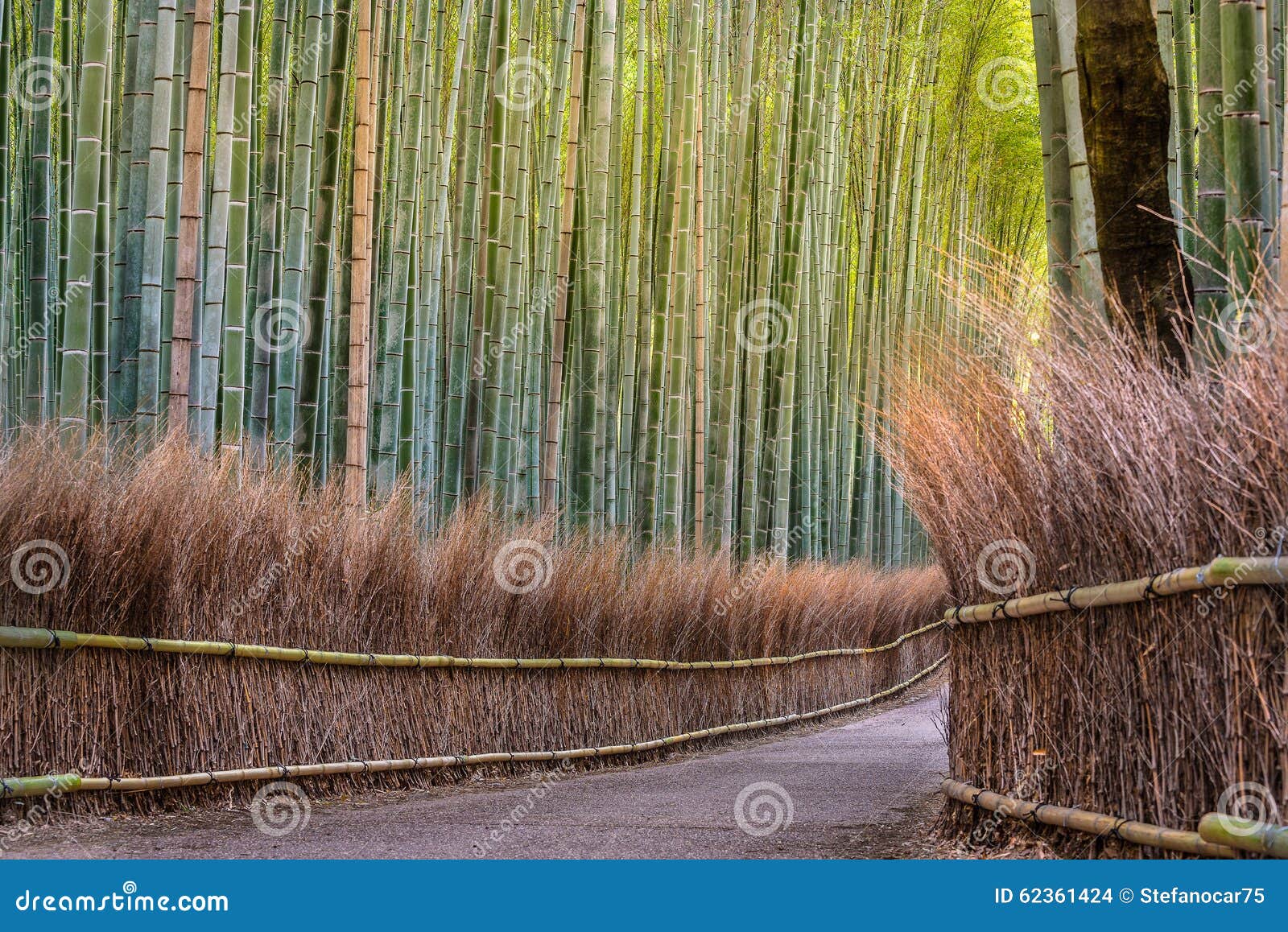 Bamboo Forest Path in Japan Stock Photo - Image of arashiyama, natural ...